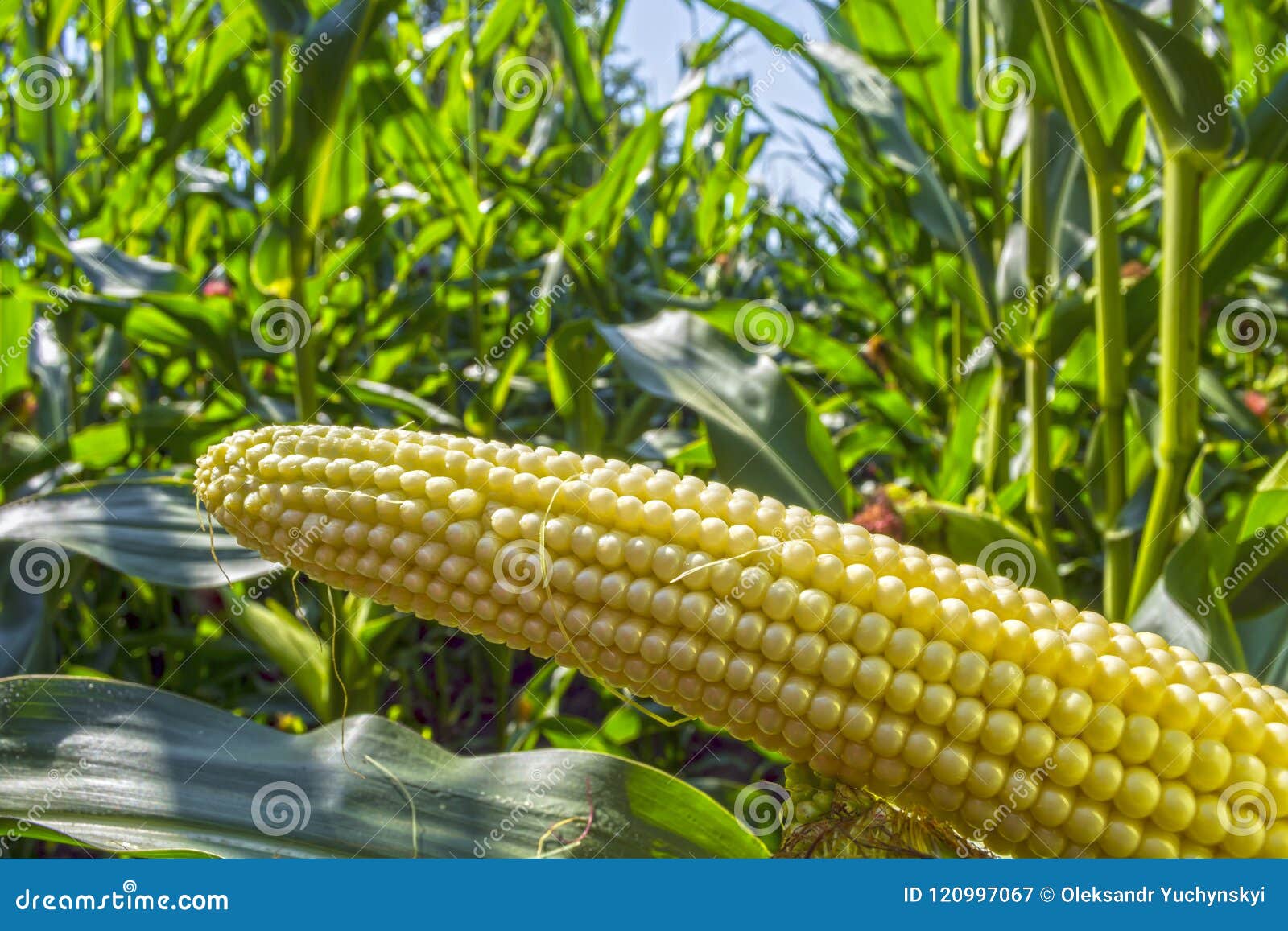 Young Corn Cobs in the Field. Maturity Phase Stock Image - Image of ...