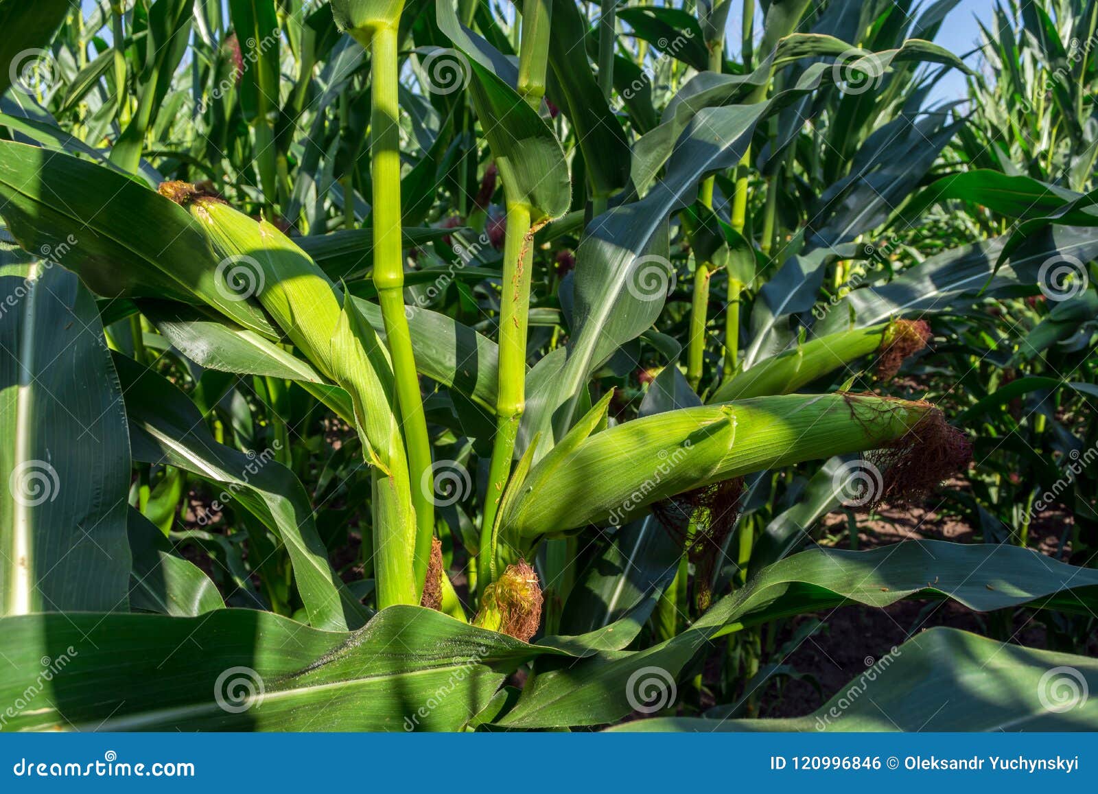 Young Corn Cobs in the Field. Maturity Phase Stock Photo - Image of ...