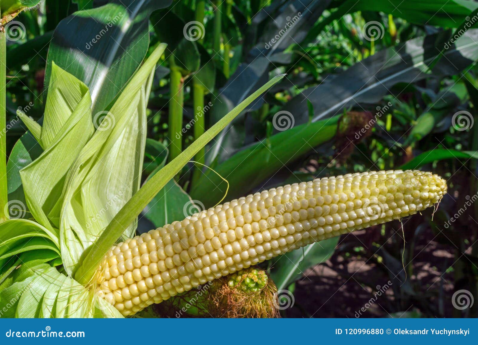 Young Corn Cobs in the Field. Maturity Phase Stock Photo - Image of ...
