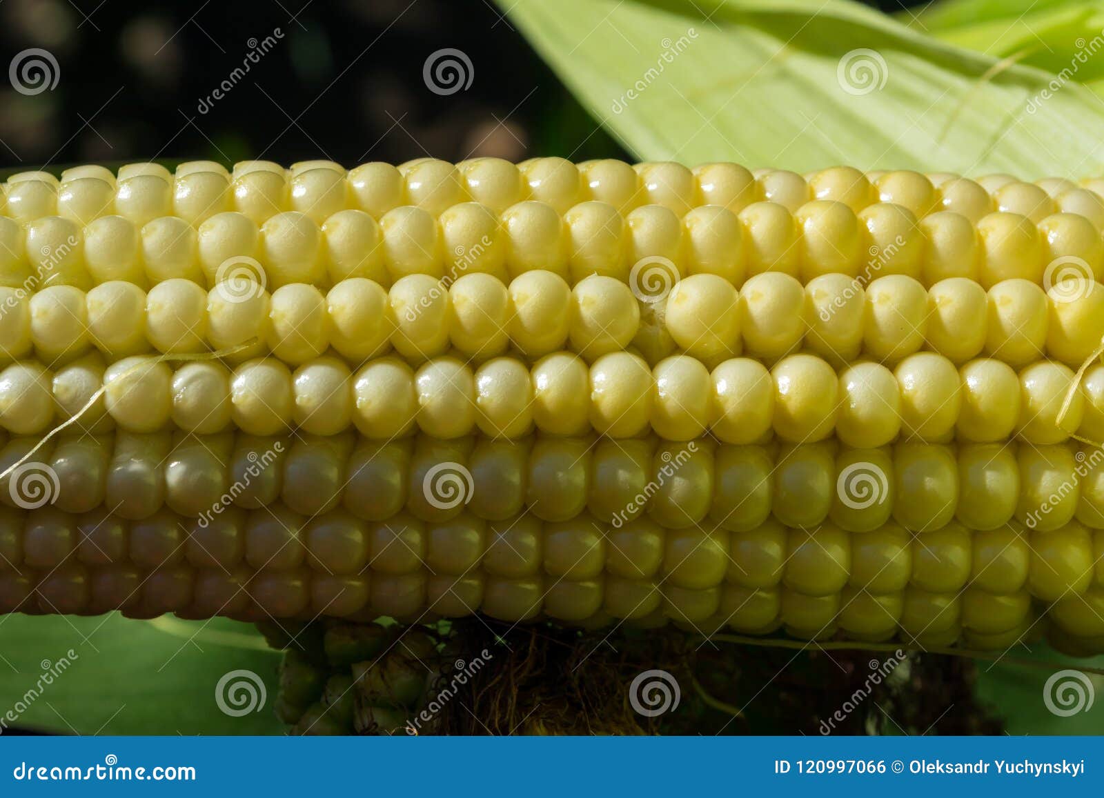 Young Corn Cobs in the Field. Maturity Phase Stock Photo - Image of ...