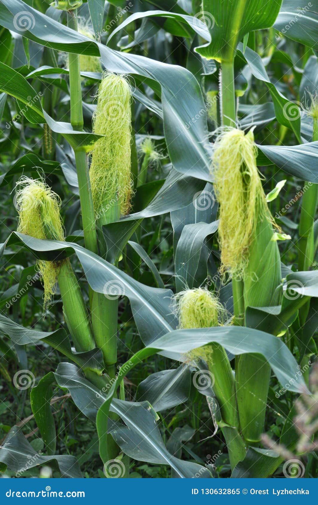 Young Corn Cobs with Stigmas Stock Image - Image of harvest, hybrids ...