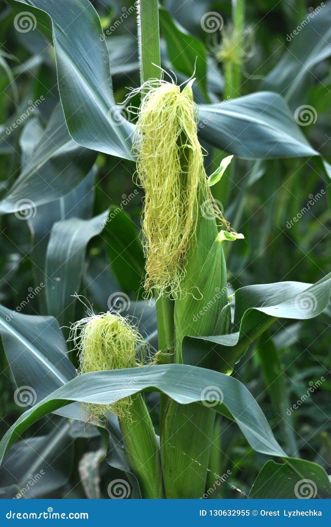 Young Corn Cobs with Stigmas Stock Image - Image of mays, stem: 130632955
