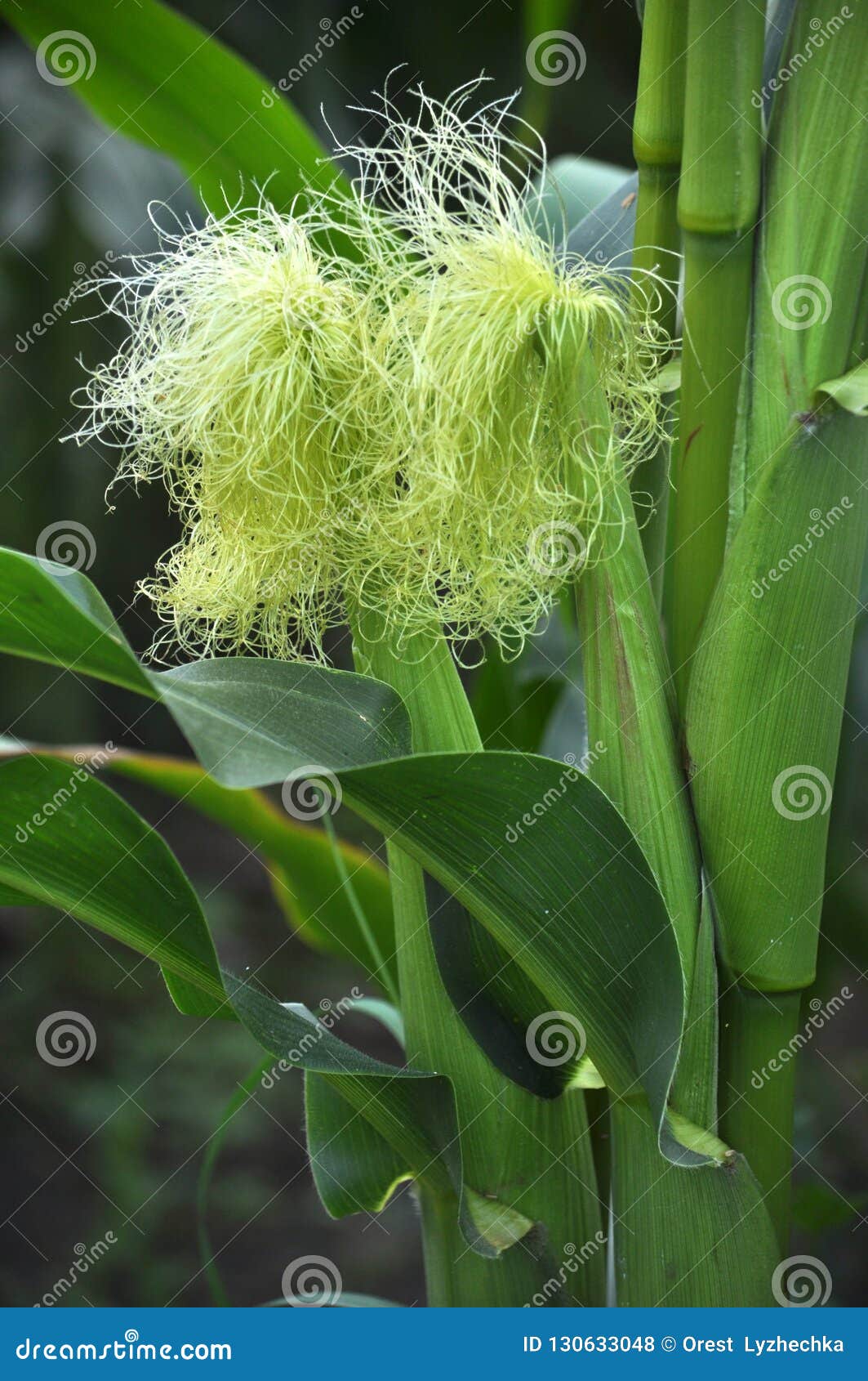 Young Corn Cobs with Stigmas Stock Photo - Image of maize, industry ...