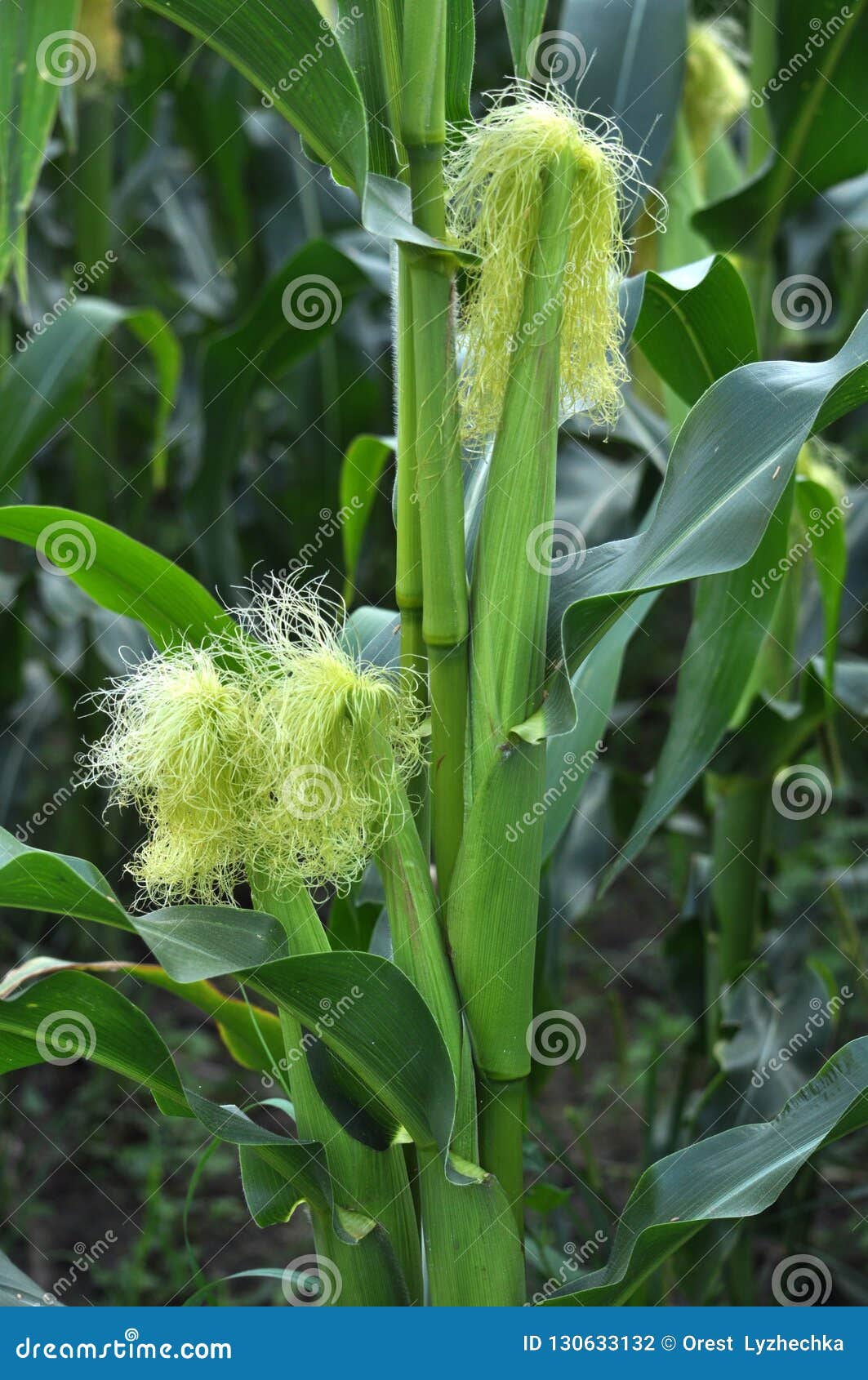 Young Corn Cobs with Stigmas Stock Photo - Image of mays, agriculture ...