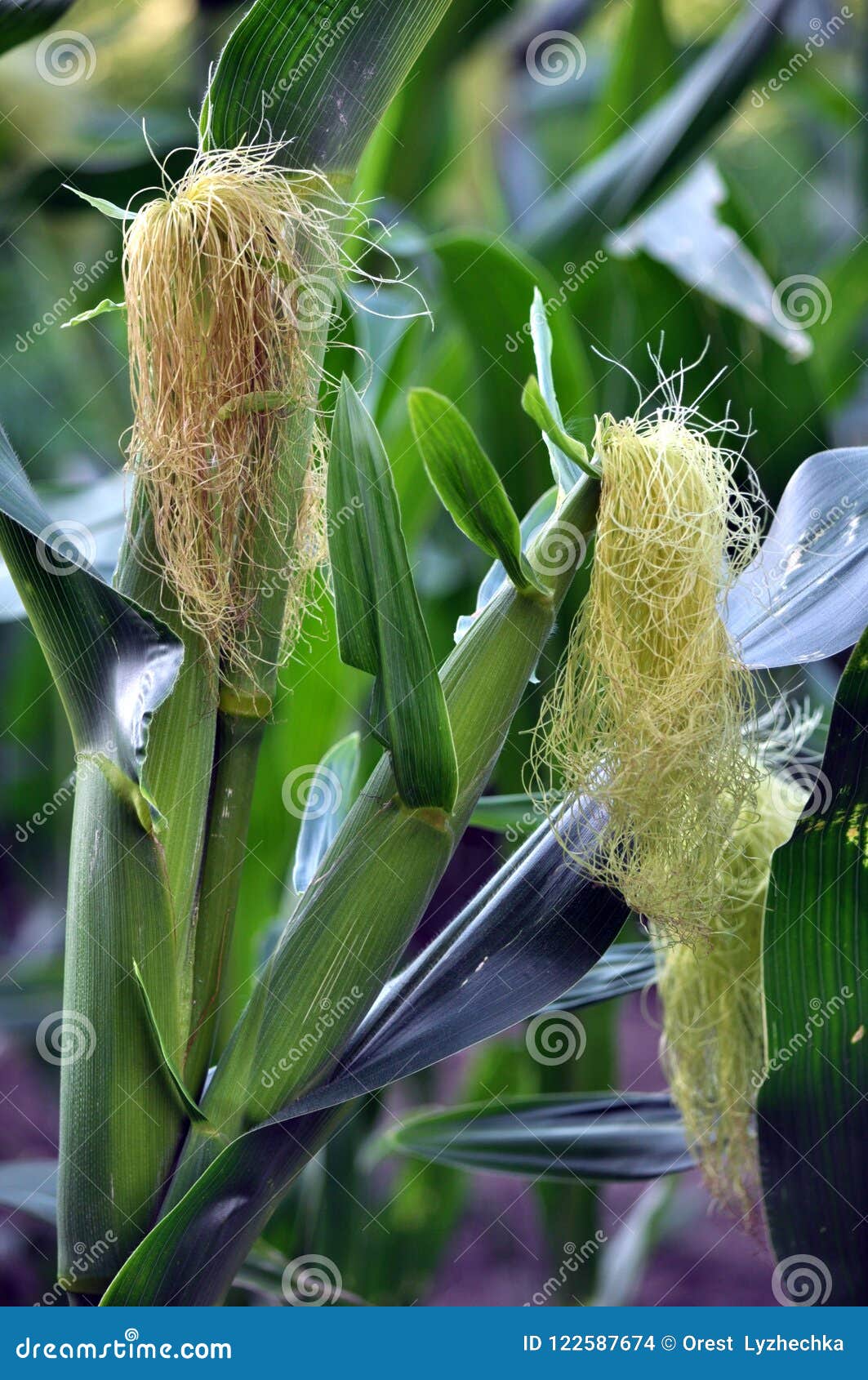 Young Corn Cobs with Stigmas Stock Photo - Image of countryside ...