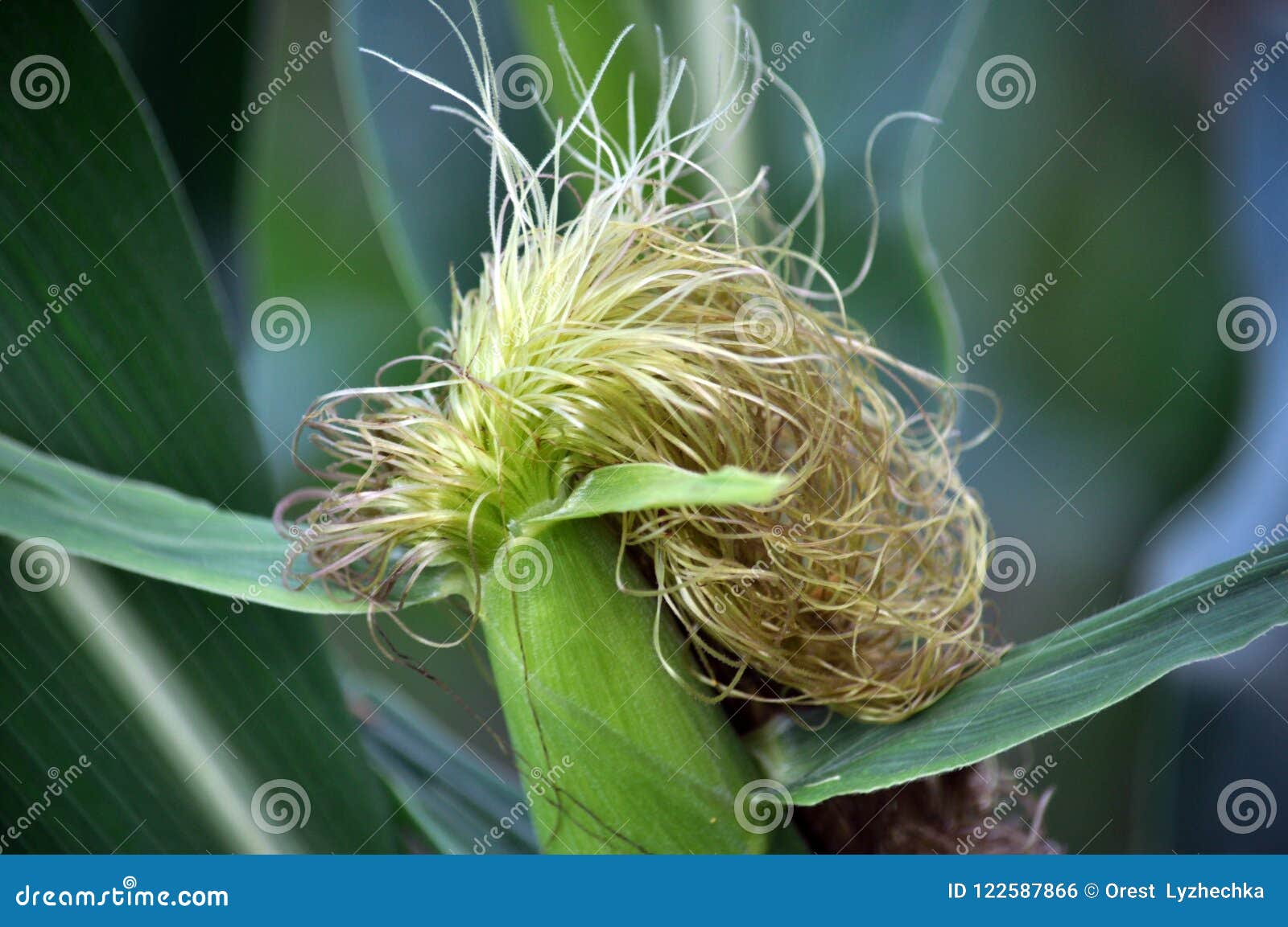 Young Corn Cobs with Stigmas Stock Photo - Image of beginning, healthy ...