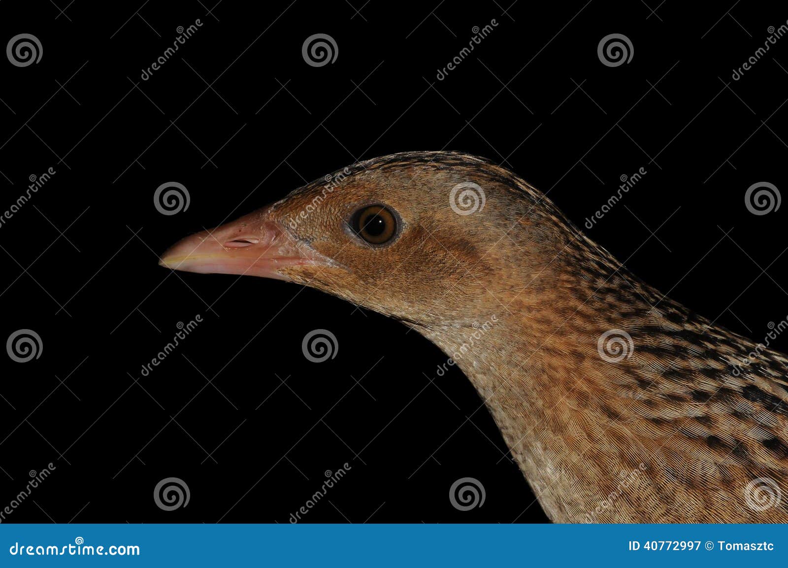 Young Corn crake bird stock image. Image of landrail - 40772997