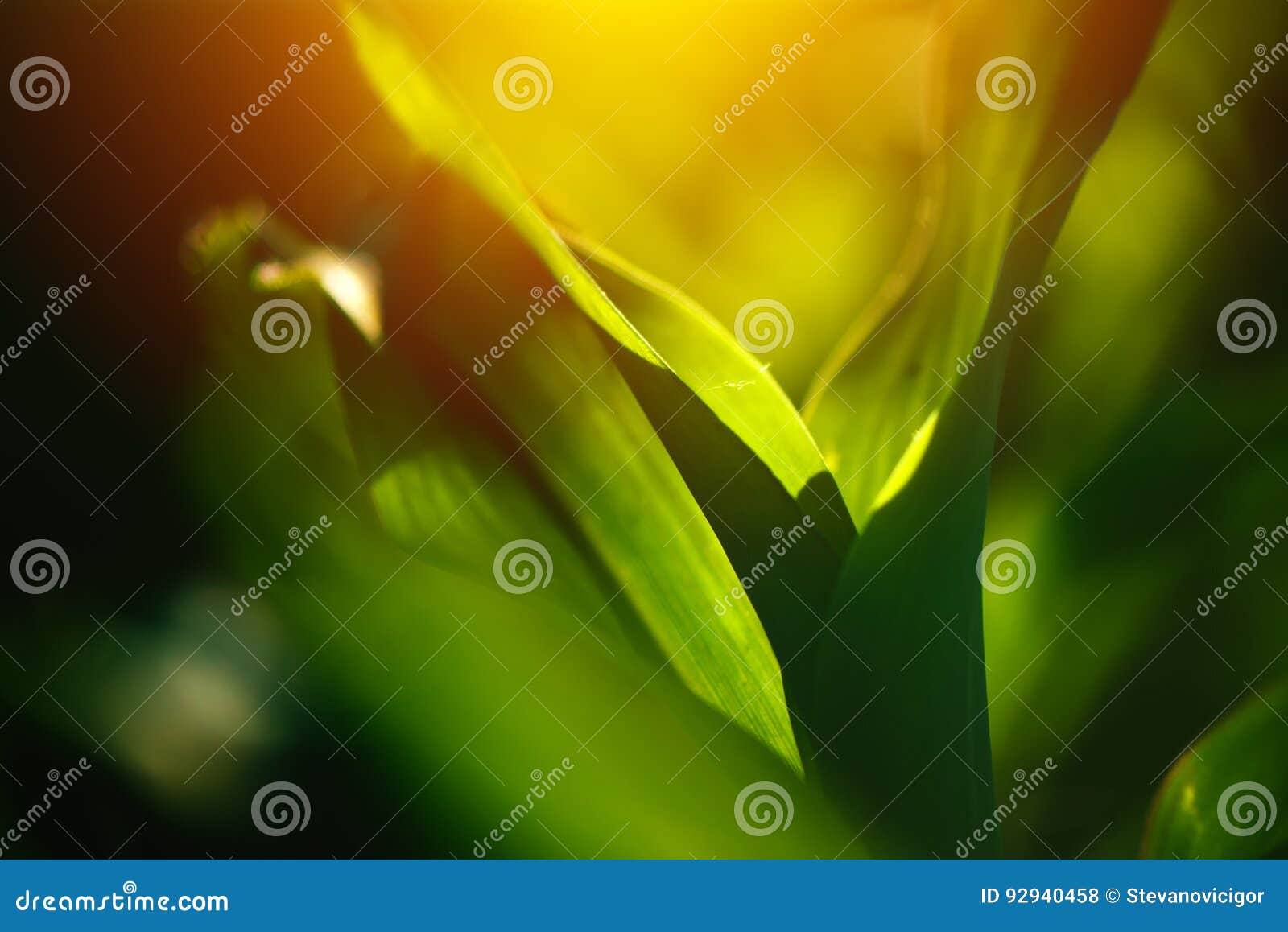 Young Corn Crop Leaves As Abstract Background Stock Photo - Image of ...