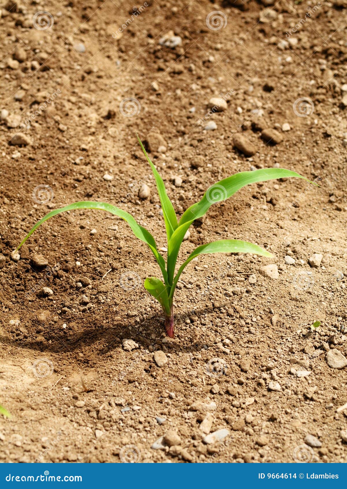 Young corn crops stalk stock photo. Image of farming, botanical - 9664614