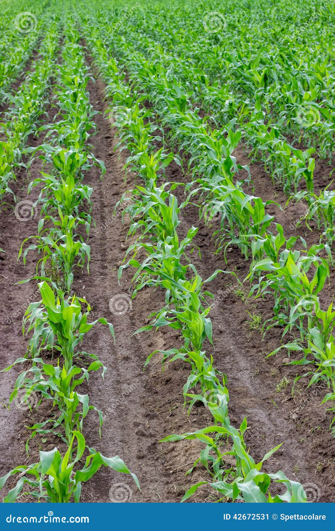 Young Corn Field, Corn Plots Stock Image - Image of corn, leaf: 42672531