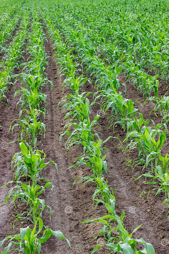Young Corn Field, Corn Plots Stock Image - Image of corn, leaf: 42672531