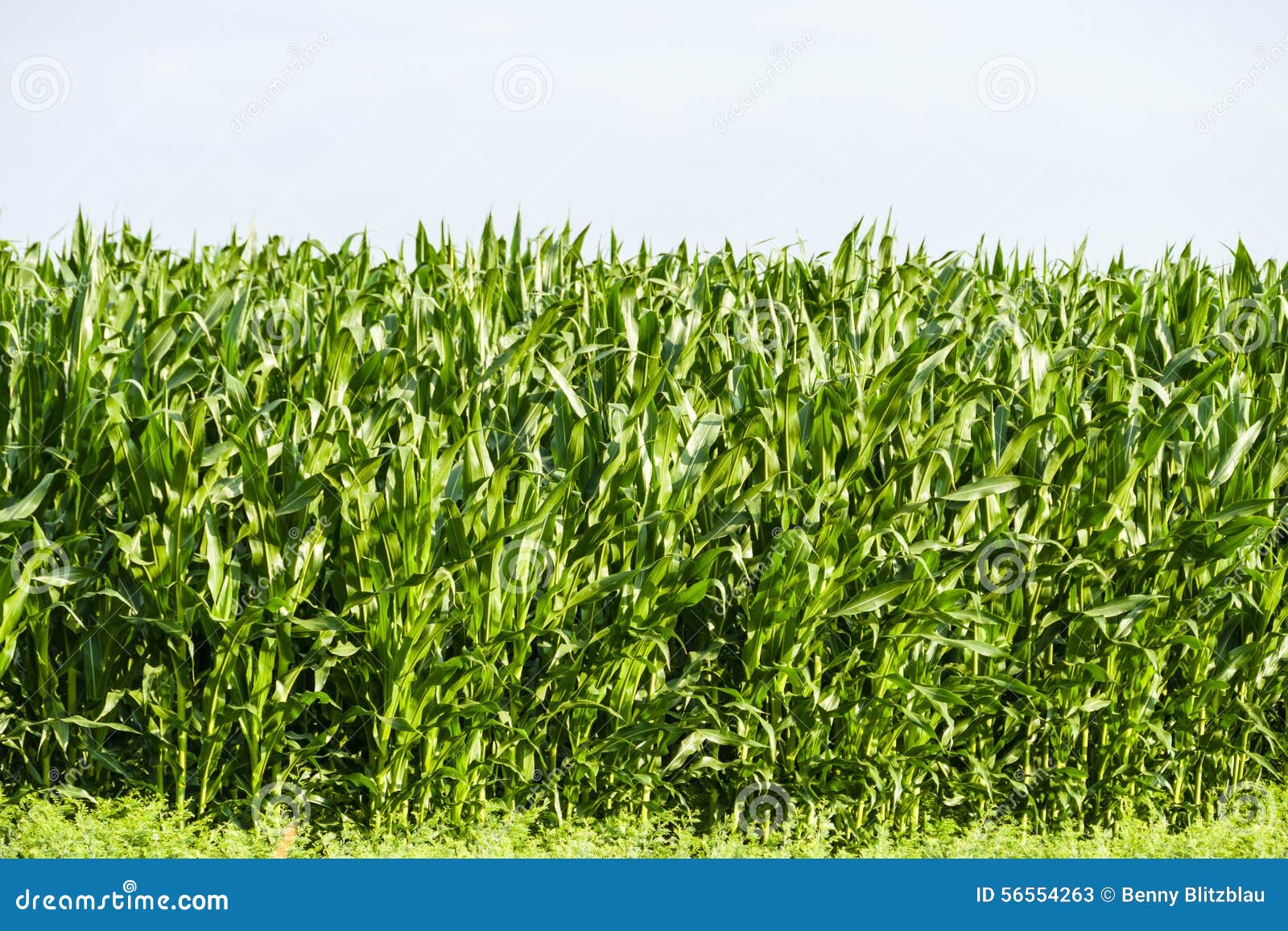 Young corn field stock image. Image of culture, dirt - 56554263