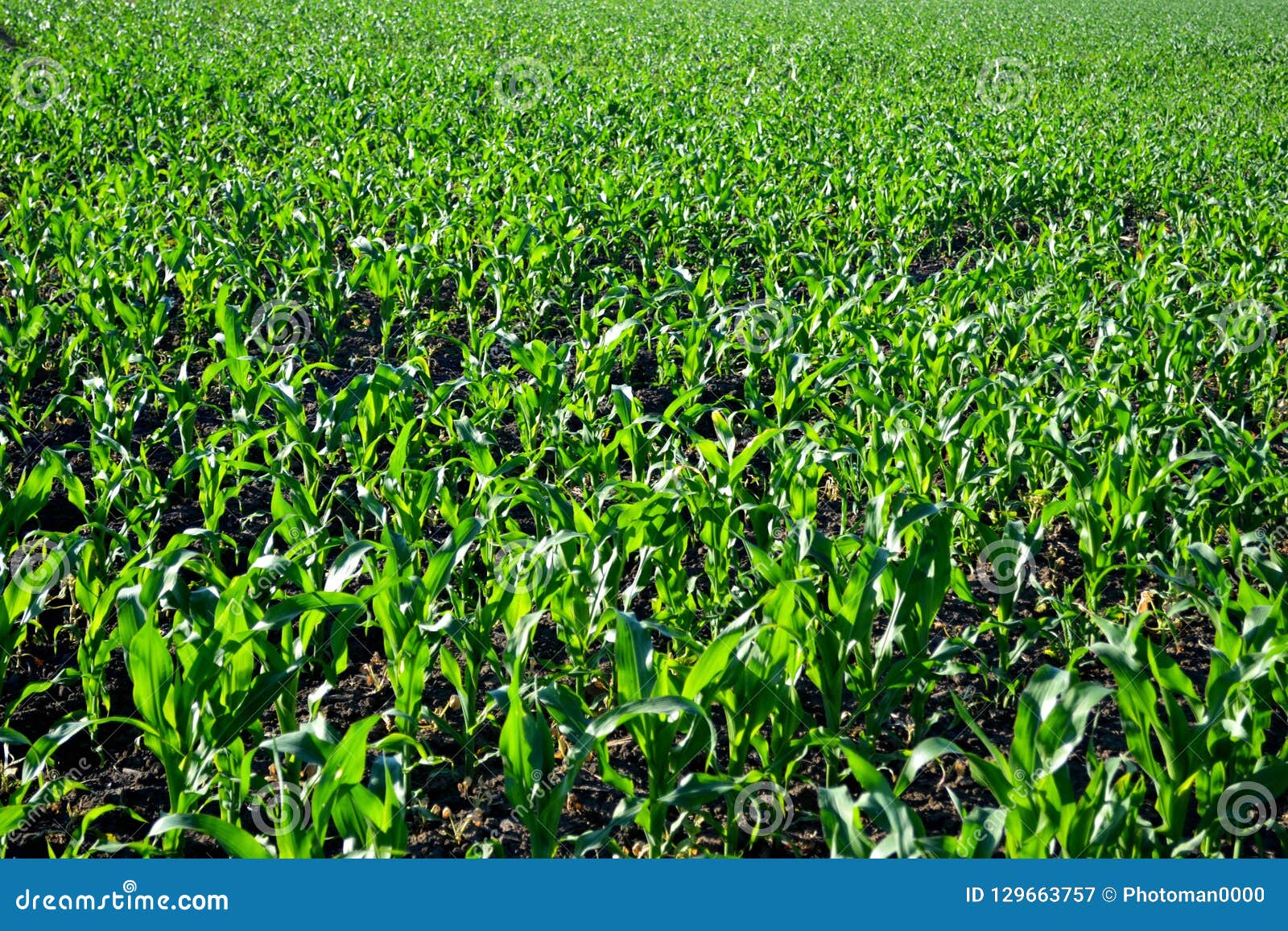 Young Corn Field on the Farm Stock Image - Image of crop, cultivation ...