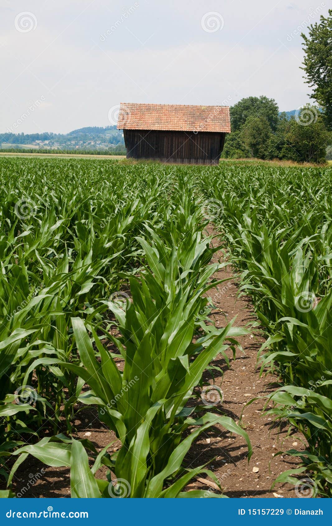 Young corn field and house stock image. Image of leaf - 15157229