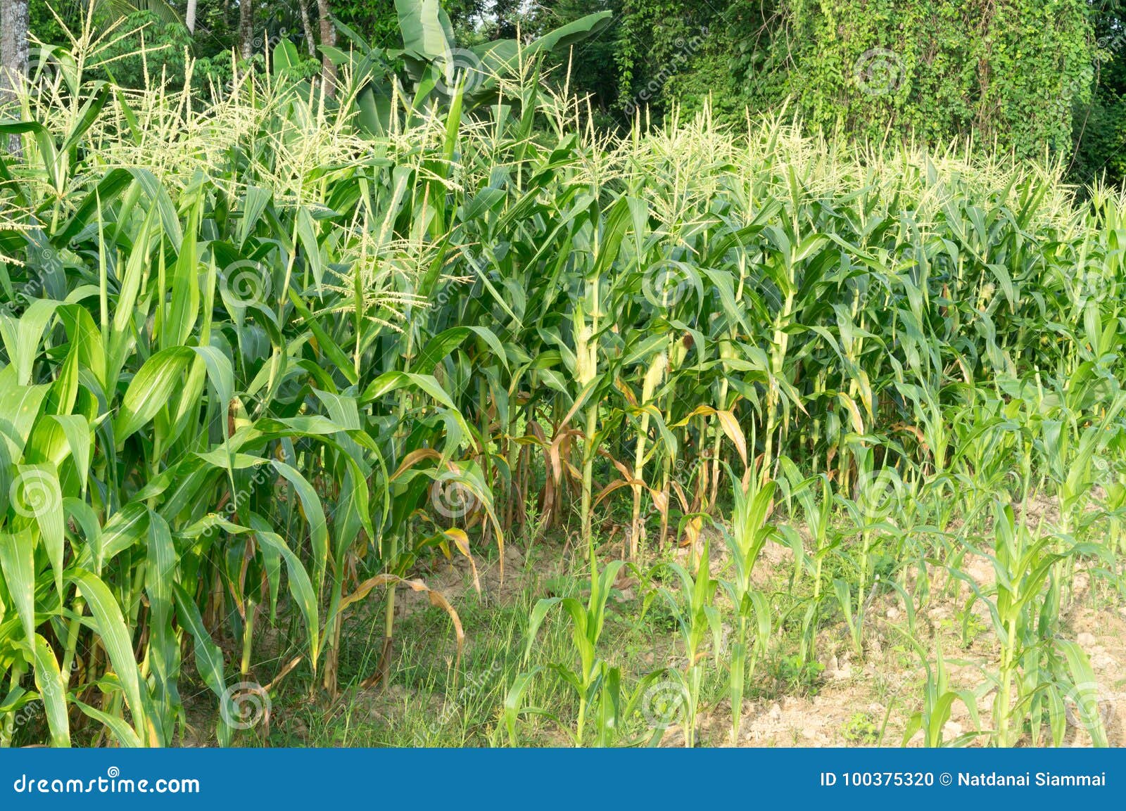 Imperfect Corn Texture Royalty-Free Stock Image | CartoonDealer.com ...