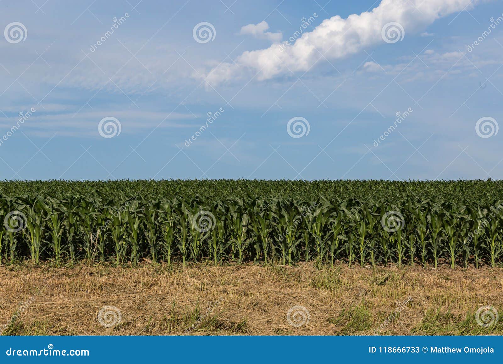 Young Corn Field Somewhere in Omaha Nebraska Stock Image - Image of ...