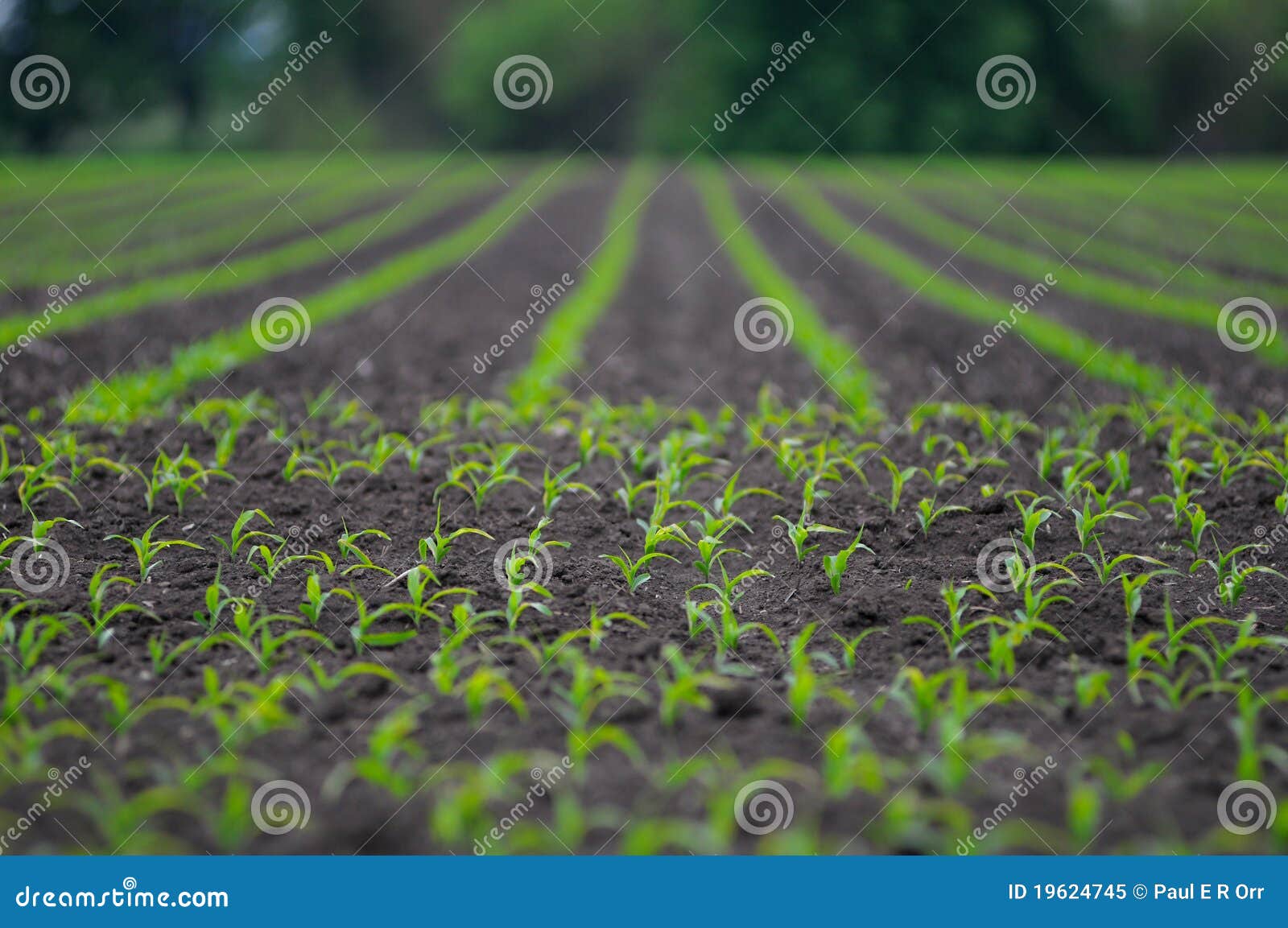 Young Corn Field on a Spring Morning Stock Image - Image of backgrounds ...