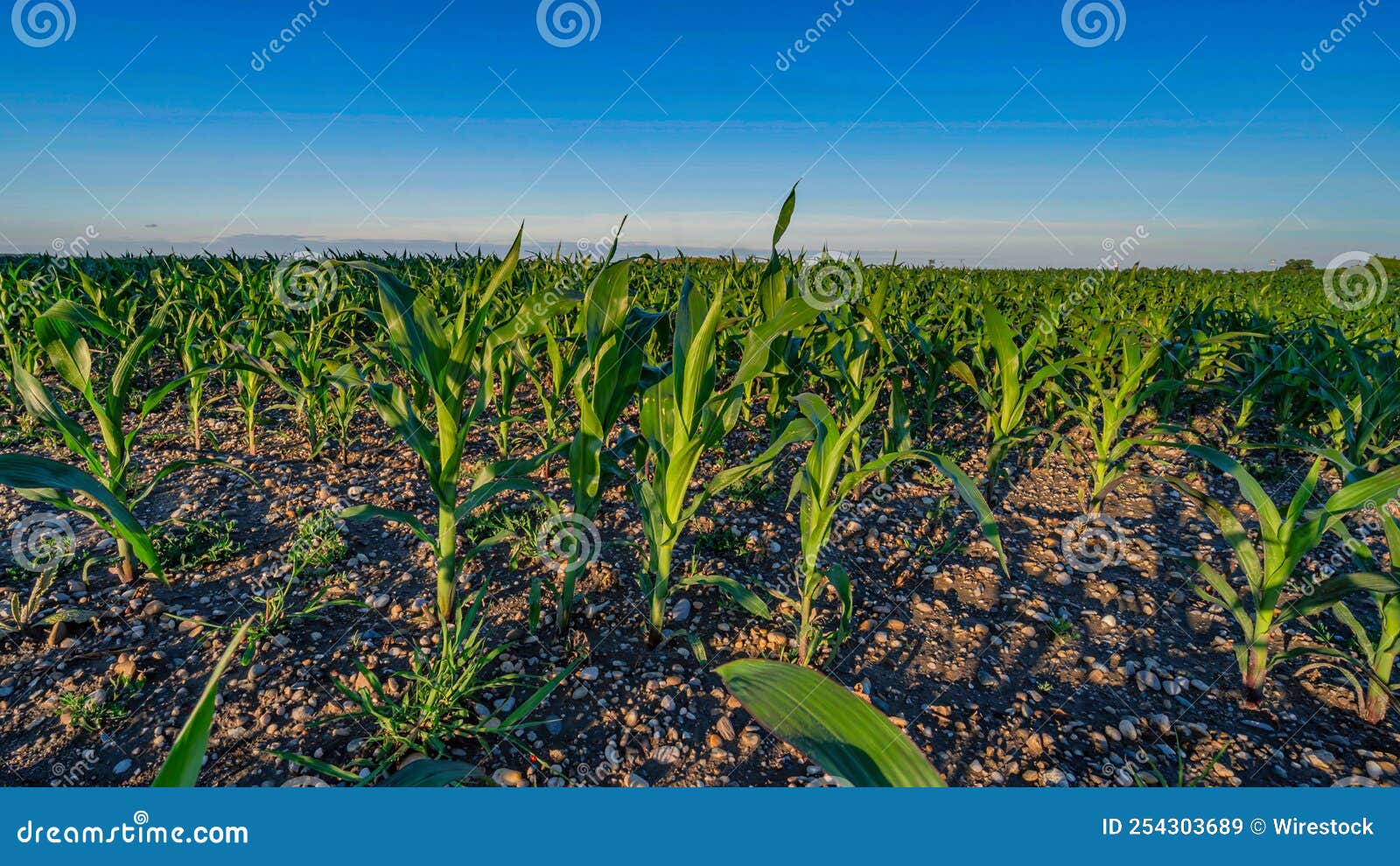 Young Corn Field on a Sunny Day Stock Image - Image of countryside ...