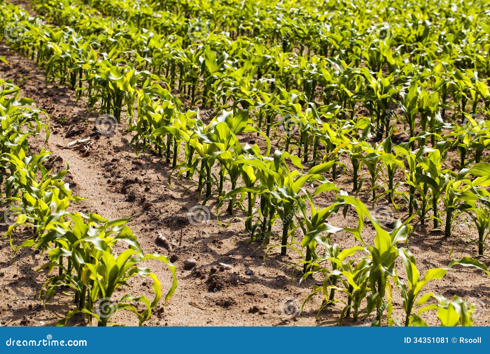 Young corn stock image. Image of culture, childhood, generation - 34351081