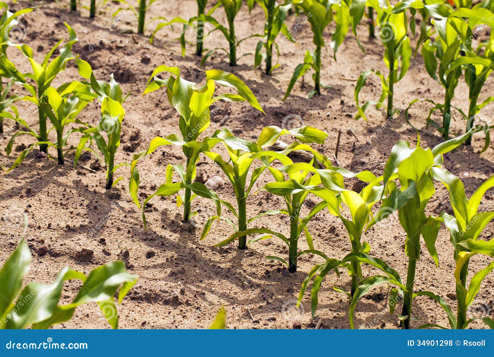 Young corn stock photo. Image of growth, crop, food, freshness - 34901298