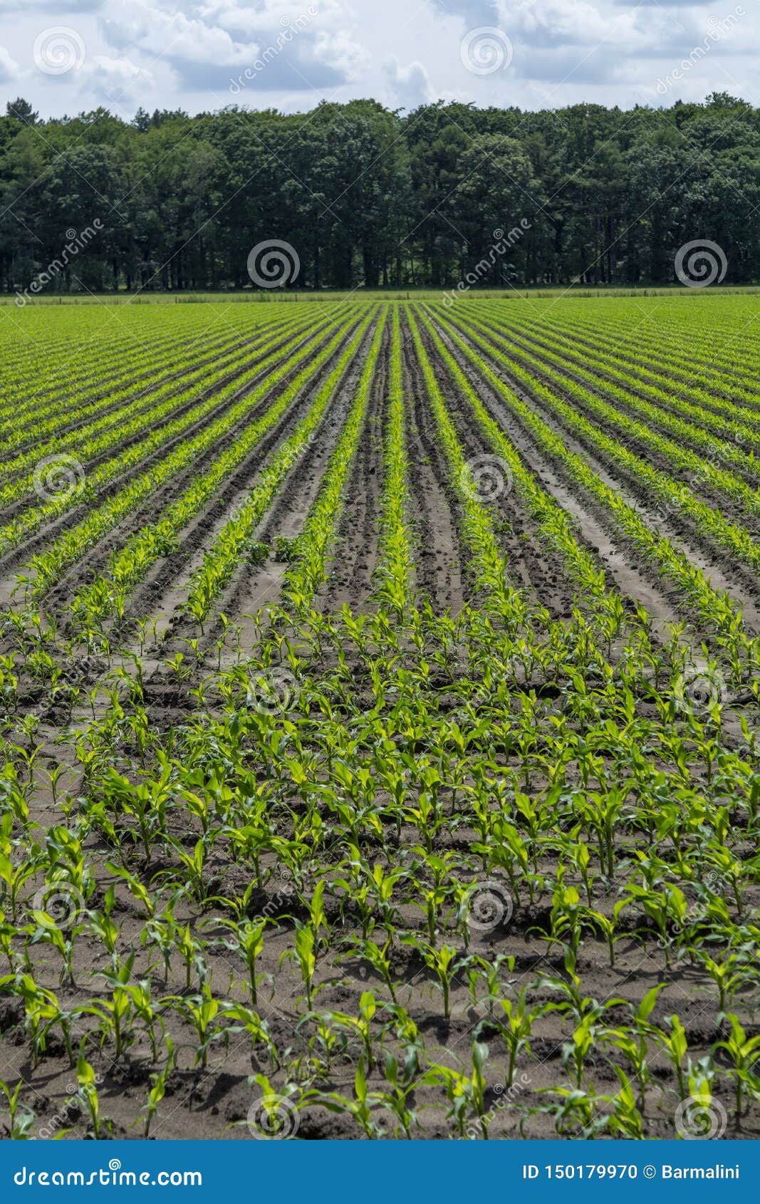 Young Corn Mais Plants Growing on Farming Fields Stock Photo - Image of ...