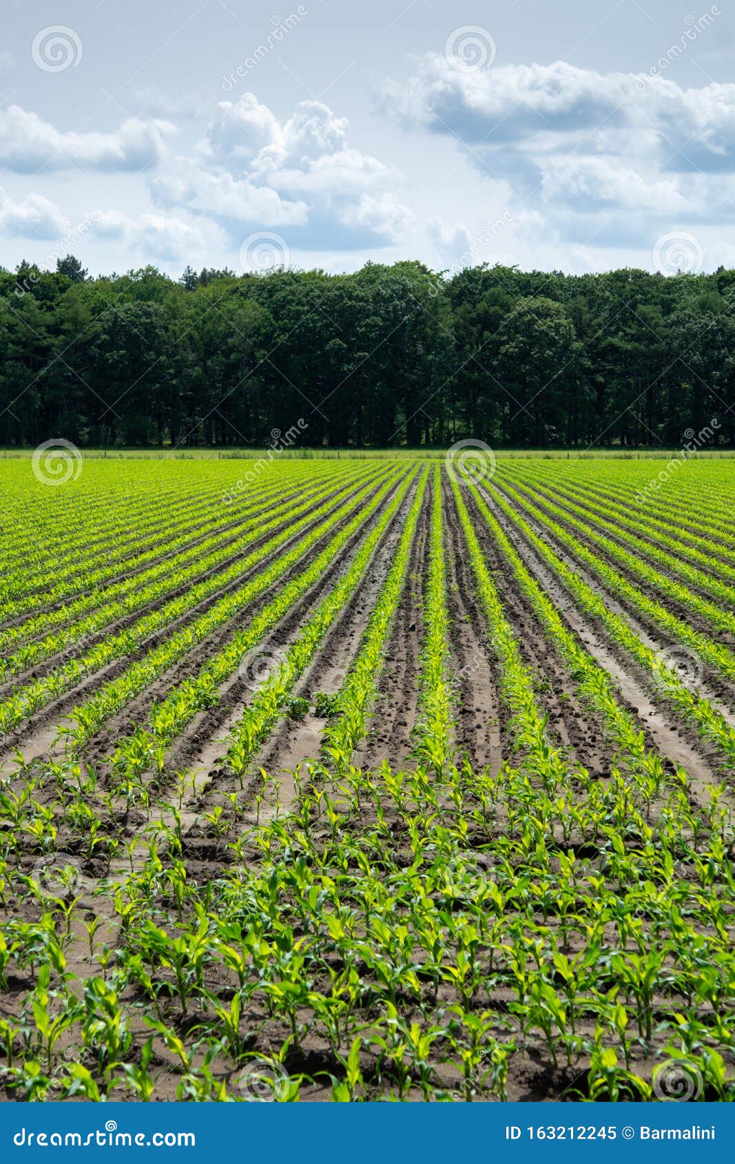 Young Corn Mais Plants Growing on Farming Fields Stock Image - Image of ...