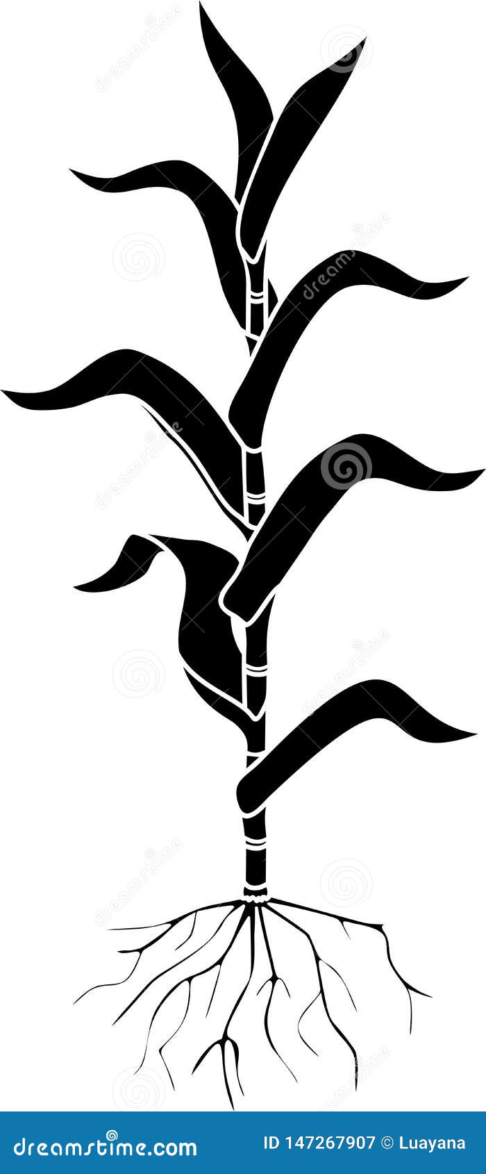 Young Corn Maize Plant with Leaves and Root System Stock Vector ...