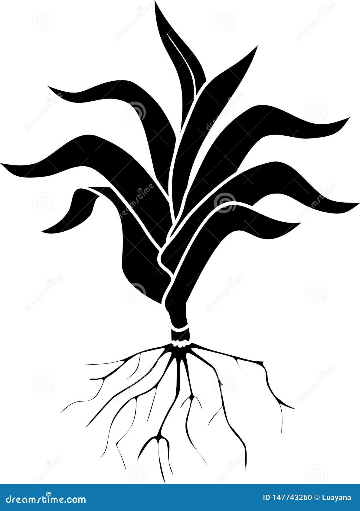 Young Corn Maize Plant with Leaves and Root System Stock Vector ...