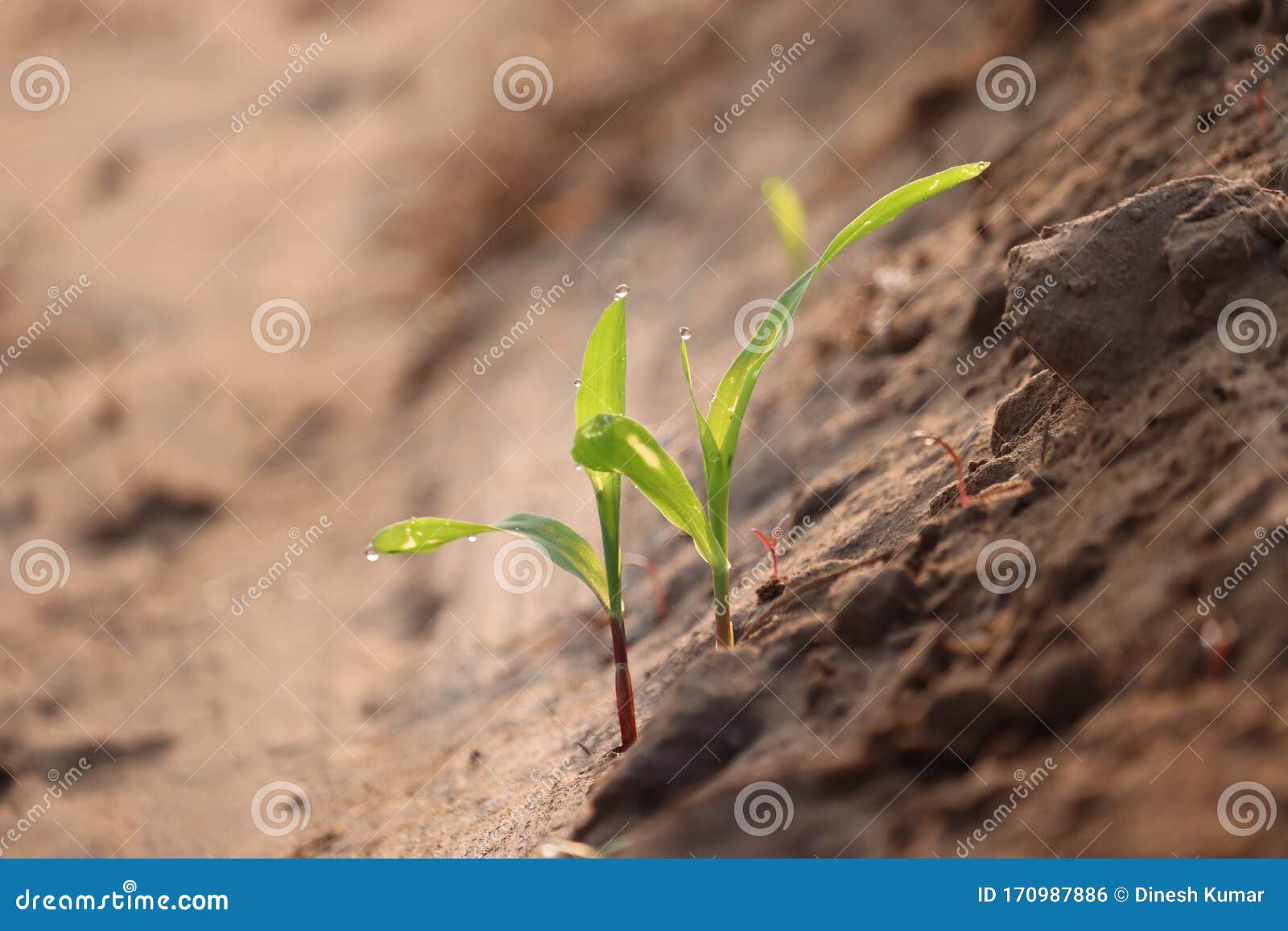 5,277 Sprout Water Drop Stock Photos - Free & Royalty-Free Stock Photos ...