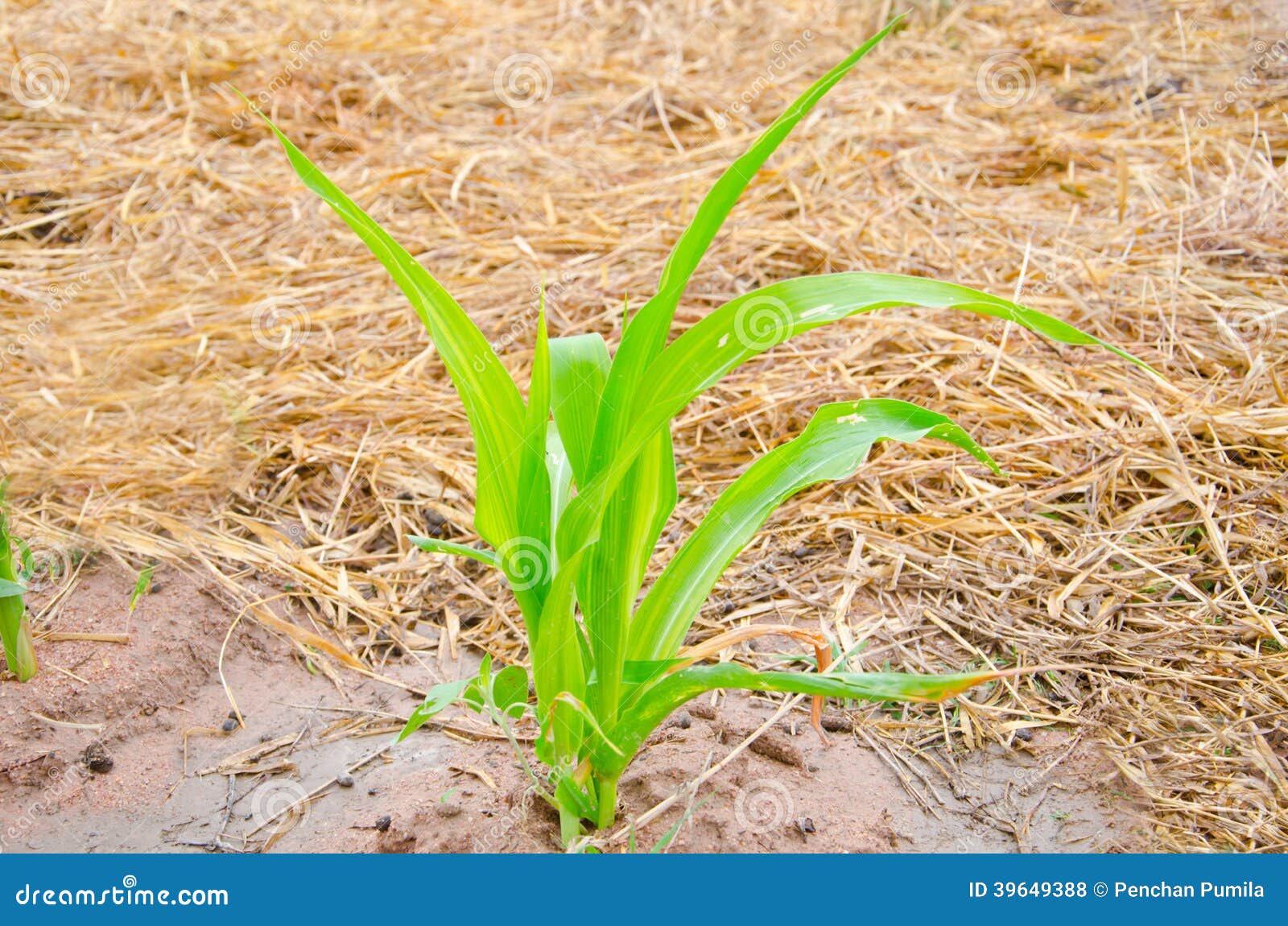 Young corn stock photo. Image of growth, harvesting, eating - 39649388