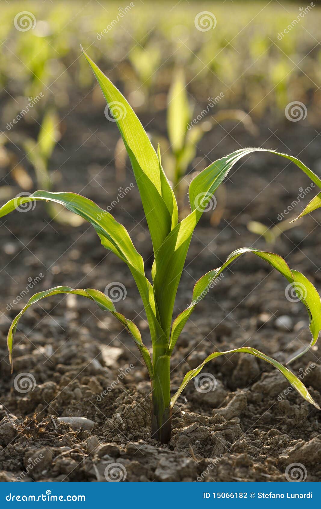 Young Corn plant stock photo. Image of crop, cultivated - 15066182