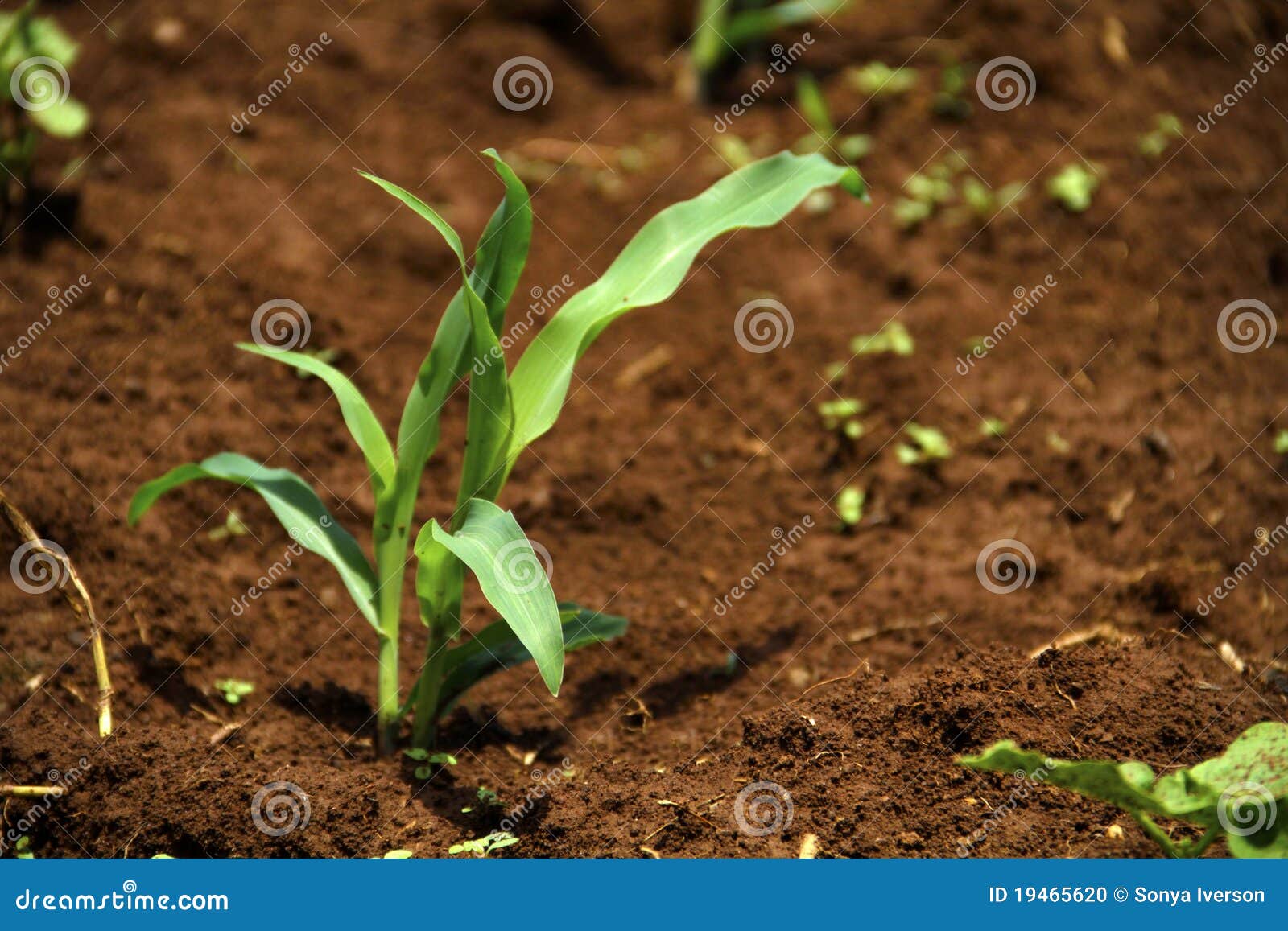 Young corn plant stock photo. Image of agriculture, seed - 19465620