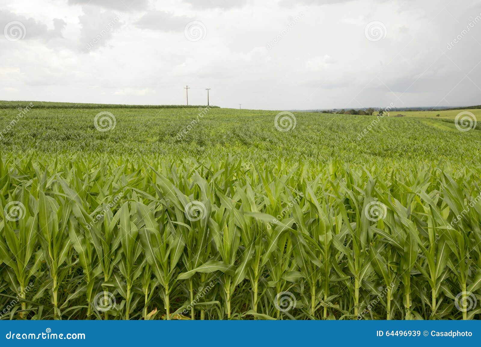 Young corn plantation stock image. Image of agriculture - 64496939