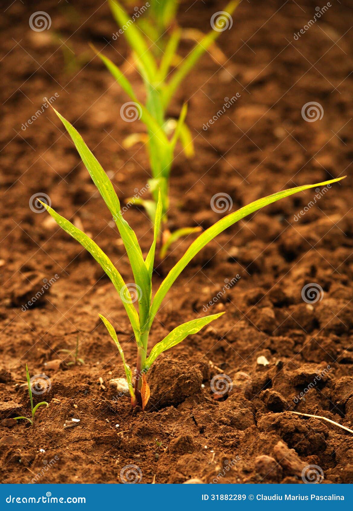Young corn plants stock image. Image of food, green, environmental ...