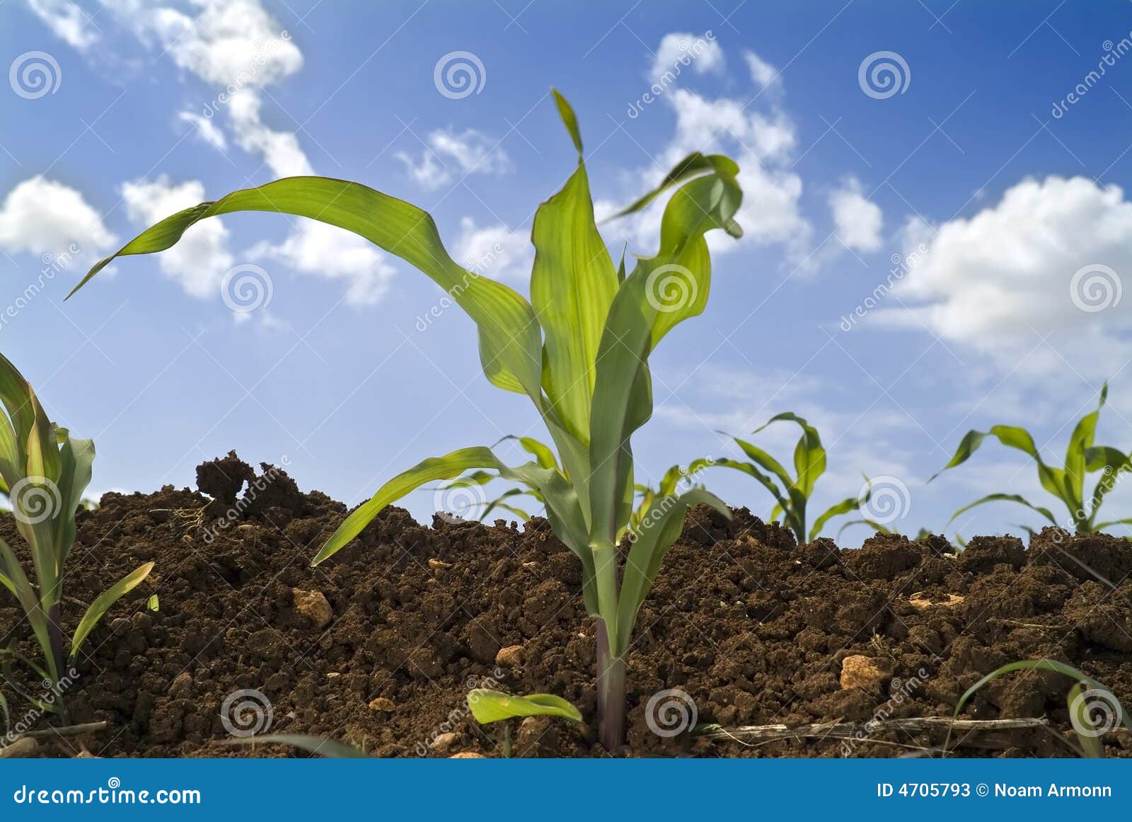 Young corn plants field stock image. Image of fertile - 4705793