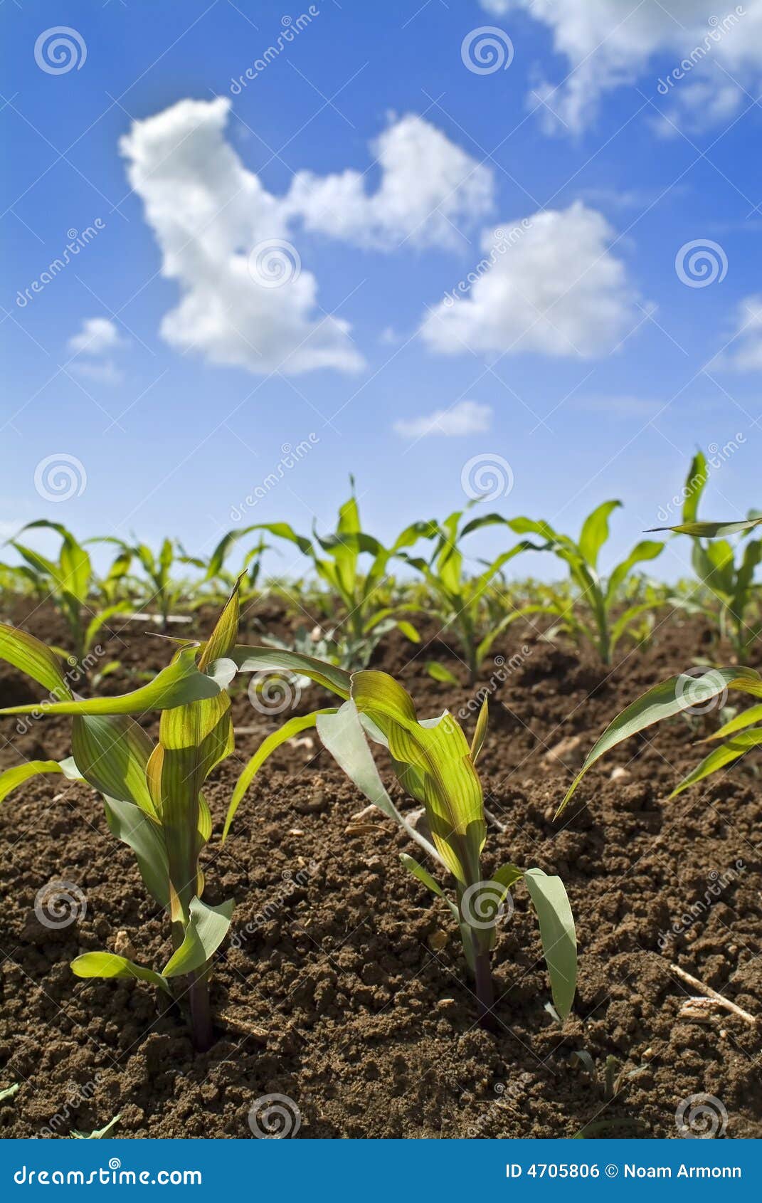 Young corn plants field stock photo. Image of country - 4705806