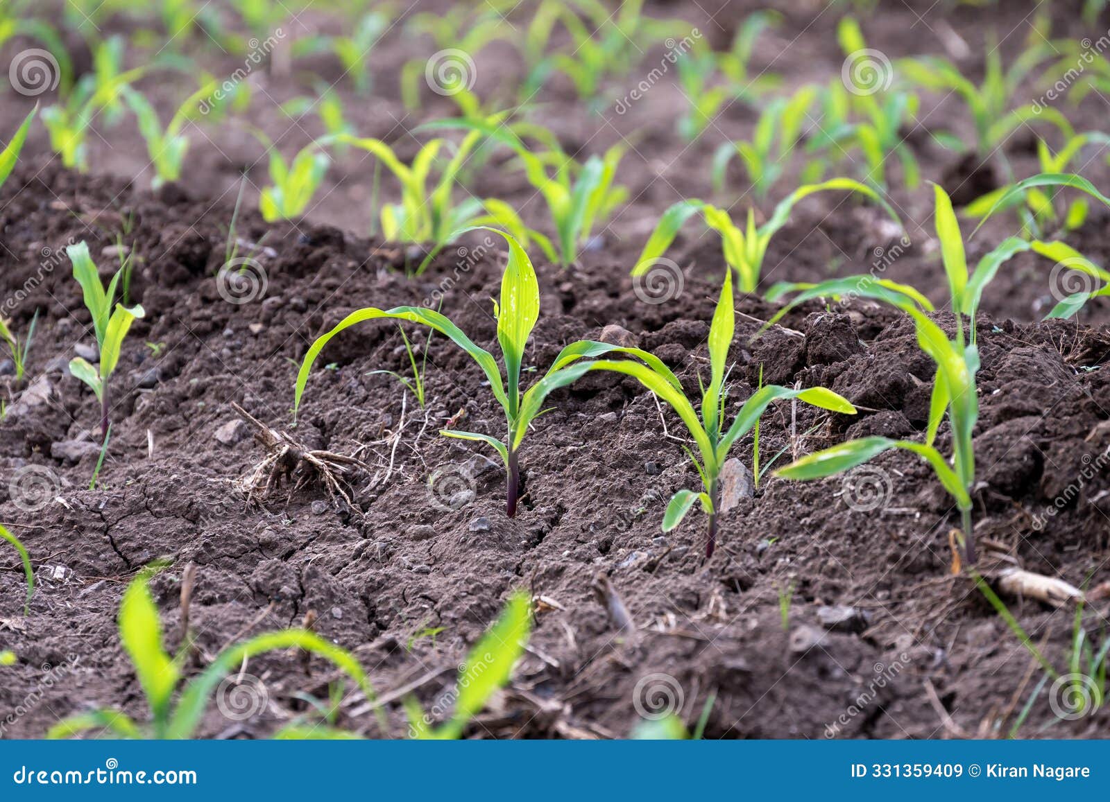 Young Corn Plants Growing on the Field, Corn Farm Stock Image - Image ...