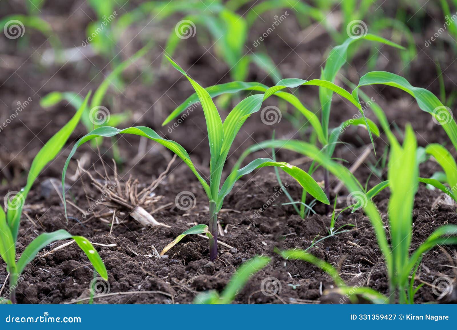 Young Corn Plants Growing on the Field, Corn Farm Stock Image - Image ...