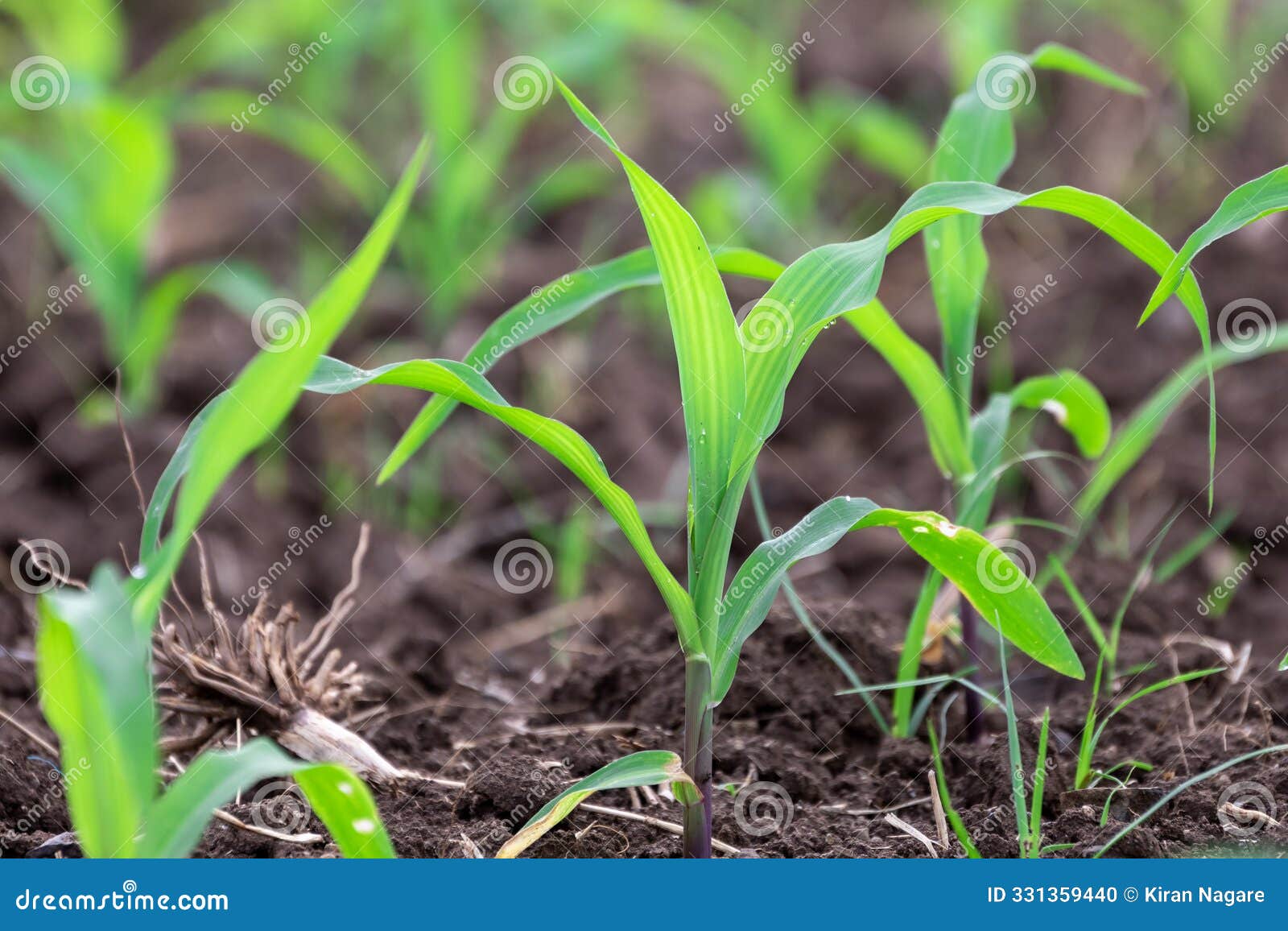 Young Corn Plants Growing on the Field, Corn Farm Stock Photo - Image ...