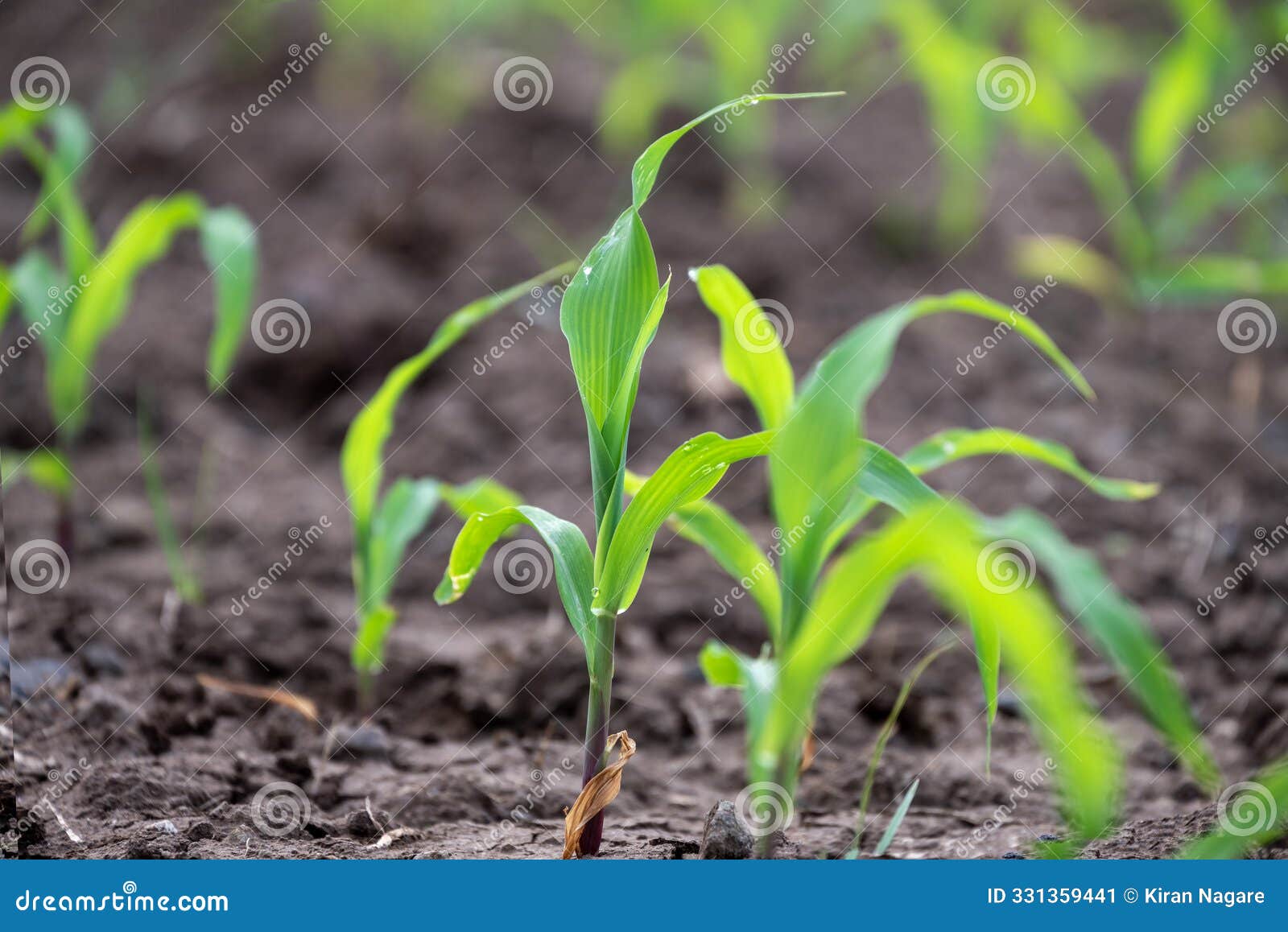 Young Corn Plants Growing on the Field, Corn Farm Stock Image - Image ...