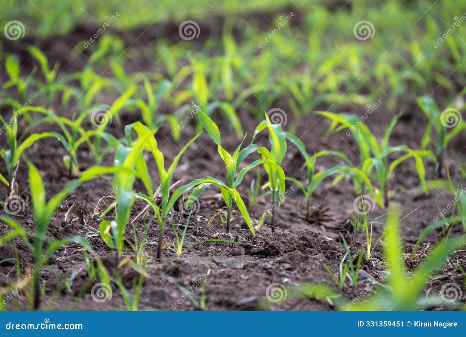 Young Corn Plants Growing on the Field, Corn Farm Stock Image - Image ...