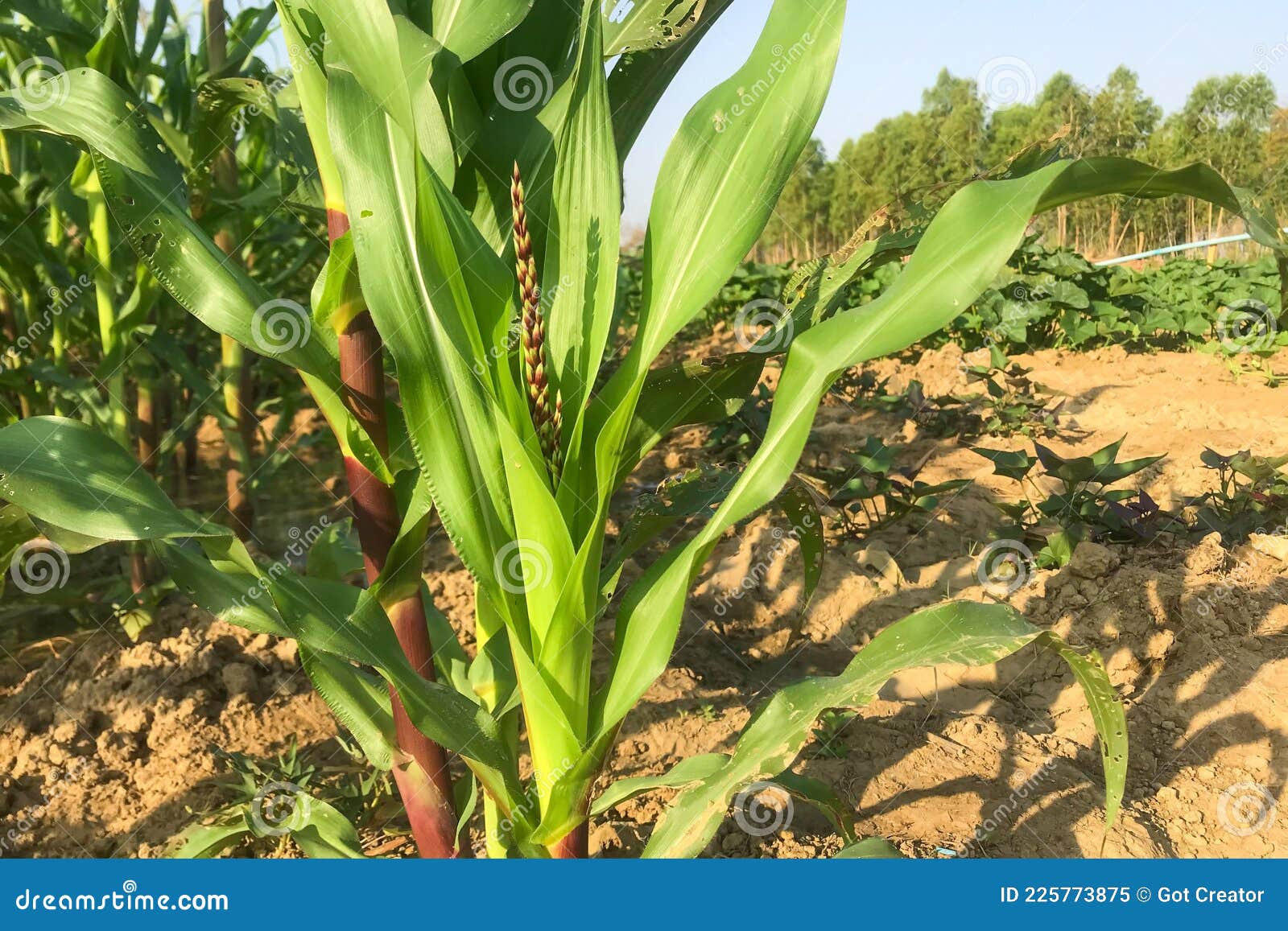 Young Corn Plants Growing in the Garden Stock Image - Image of ...