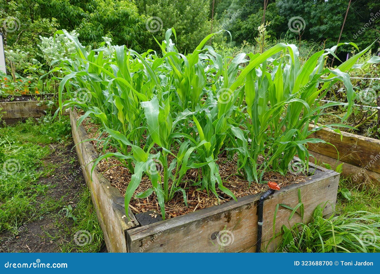Young Corn Plants Growing in Raised Wooden Bed with Raindrops Stock ...