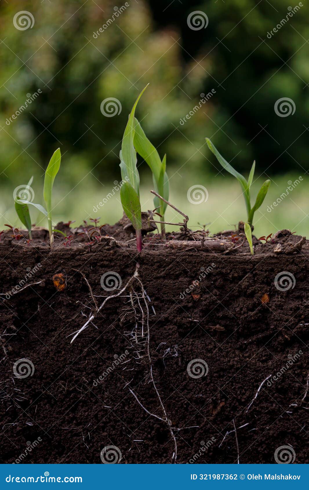 Young Corn Plants with Roots Stock Photo - Image of beautiful, vitality ...