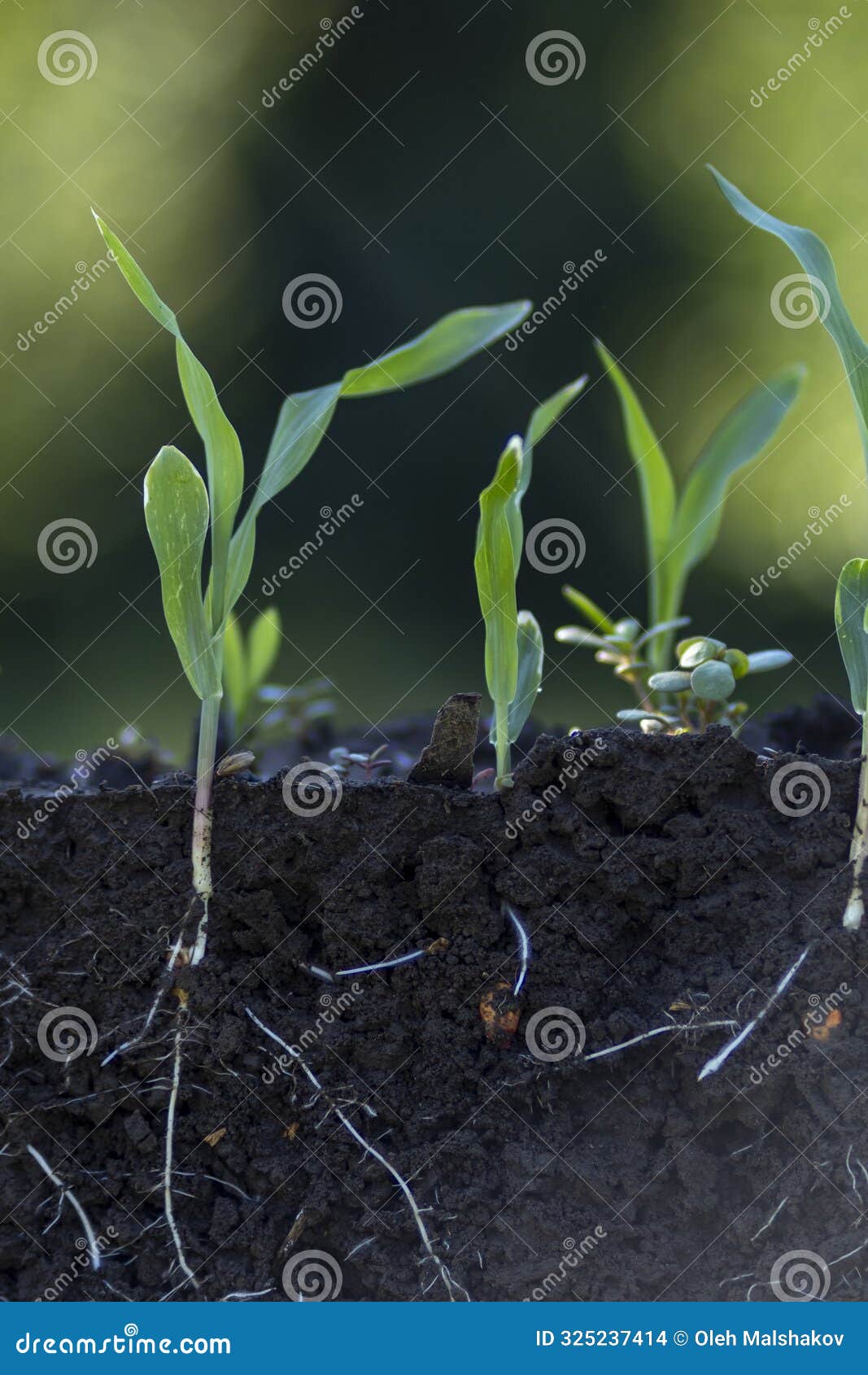 Young Corn Plants with Roots in the Soil Stock Photo - Image of rise ...