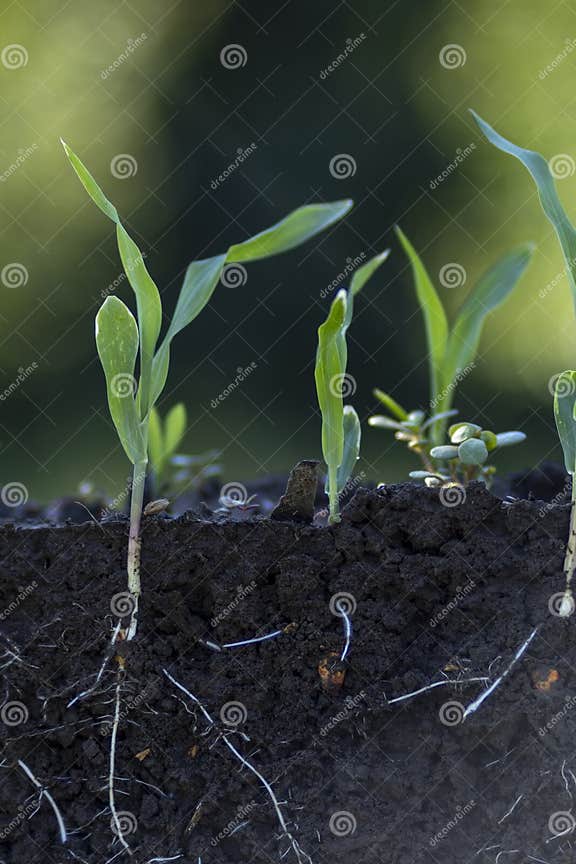 Young Corn Plants with Roots in the Soil Stock Photo - Image of rise ...
