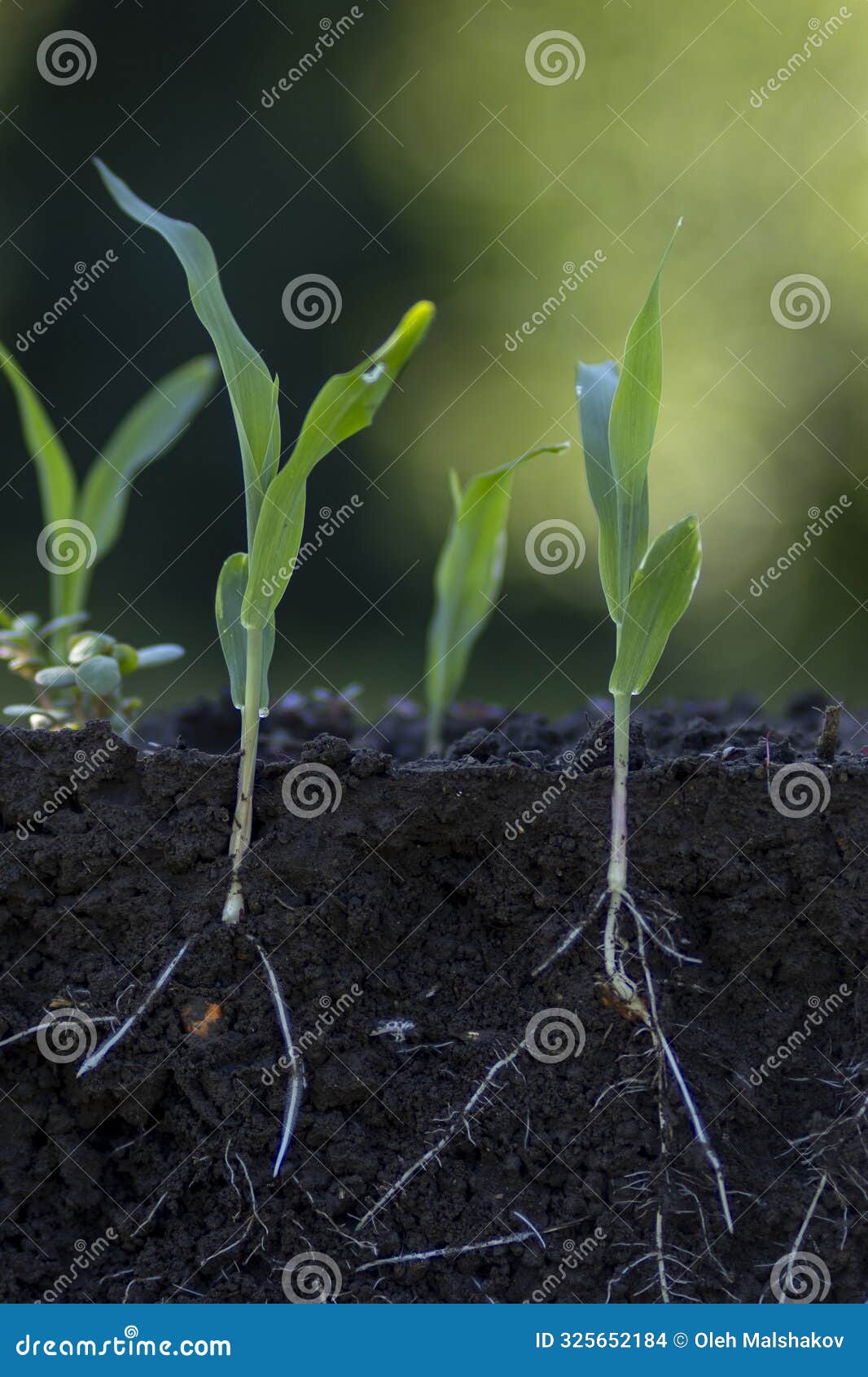 Young Corn Plants with Roots in the Soil Stock Photo - Image of growth ...