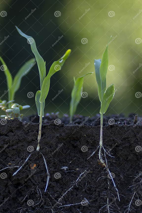 Young Corn Plants with Roots in the Soil Stock Photo - Image of growth ...