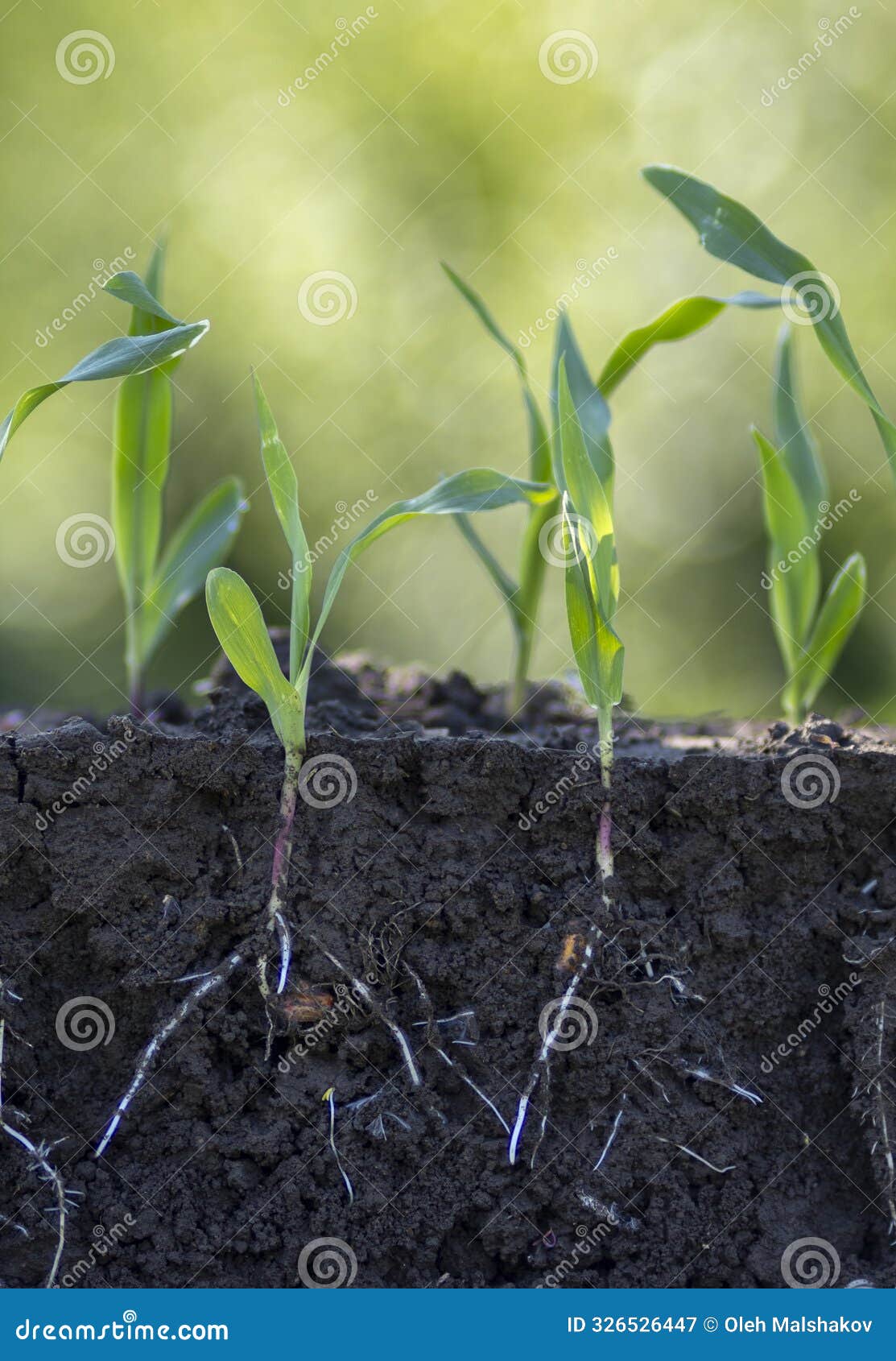 Young Corn Plants with Roots in the Soil Stock Image - Image of ...