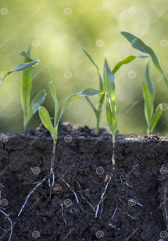 Young Corn Plants with Roots in the Soil Stock Image - Image of ...